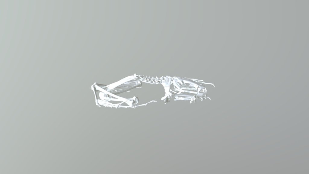 Arthroleptidae: Arthroleptis bioko - 3D model by Blackburn Lab ...