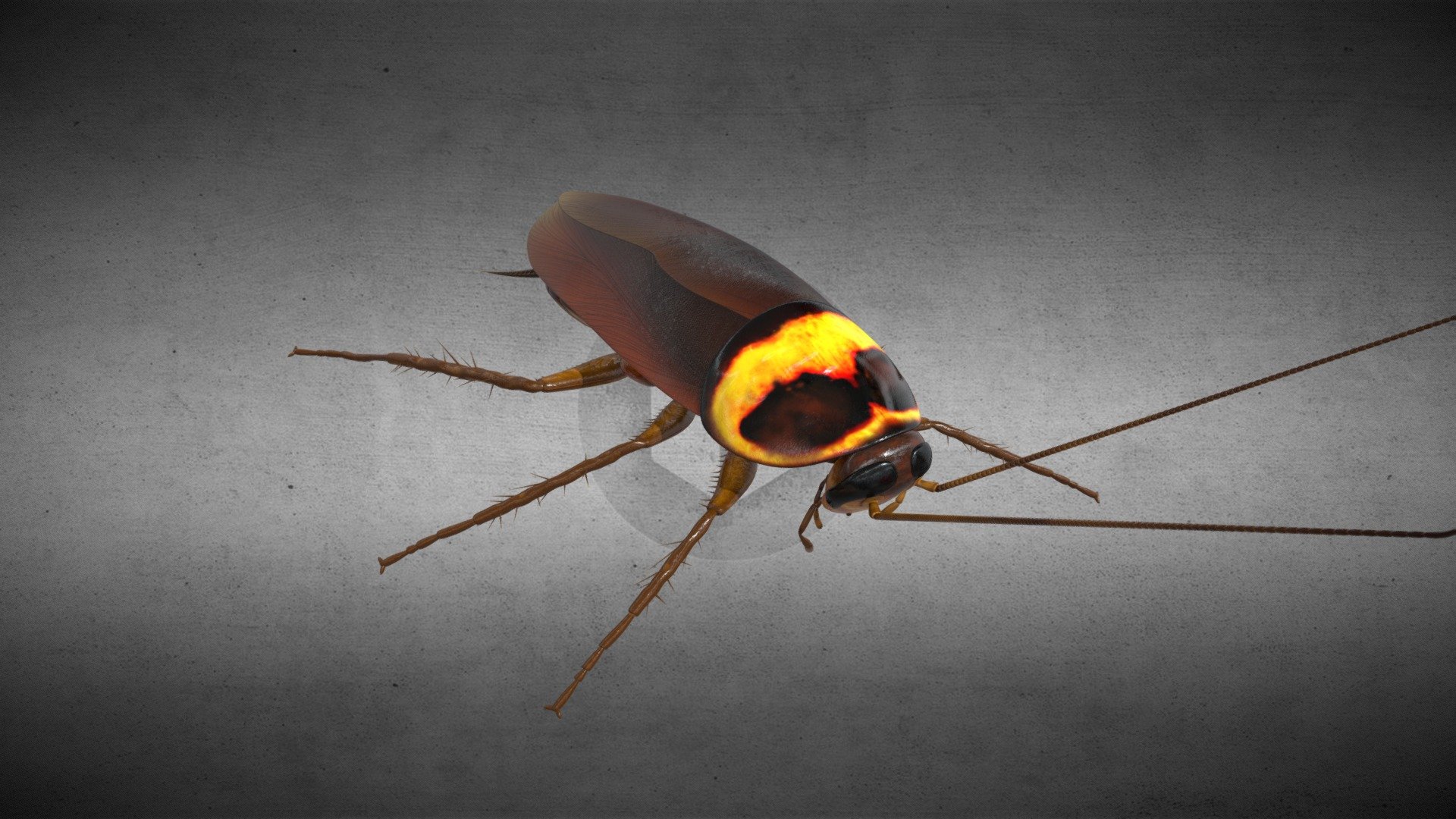 Cockroach - Buy Royalty Free 3D model by Ruy Rios (@ruyrios) [42b8160 ...