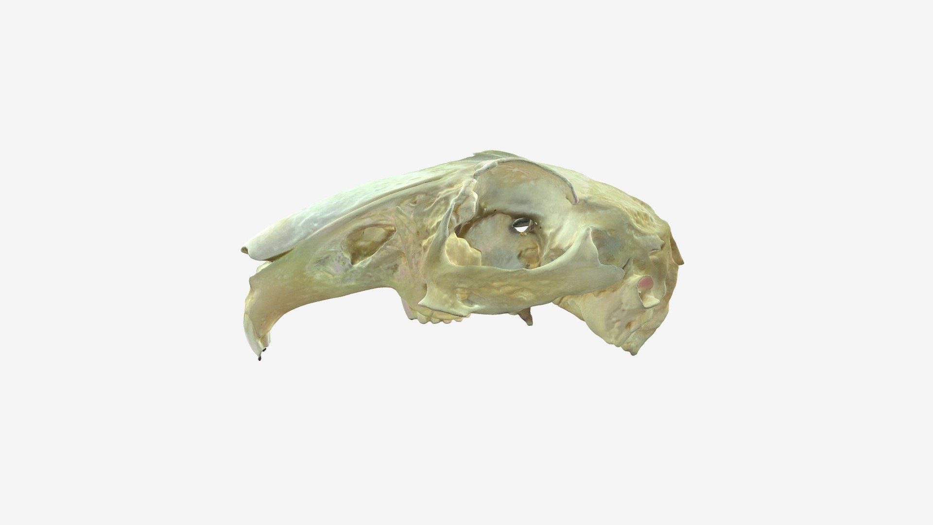 Rabbit Skull - Annotated - 3D model by rvcanatomy [42ce558] - Sketchfab