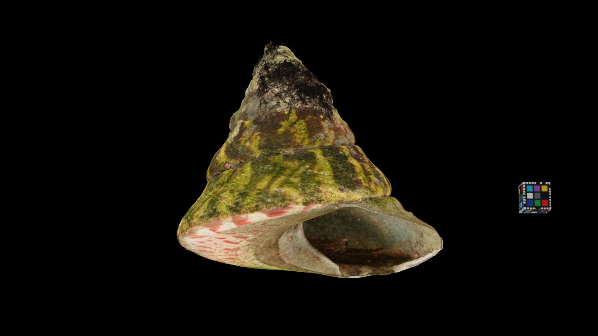サラサバテイ 🐚 Commercial Trochus, Tectus niloticus - Download Free 3D model ...