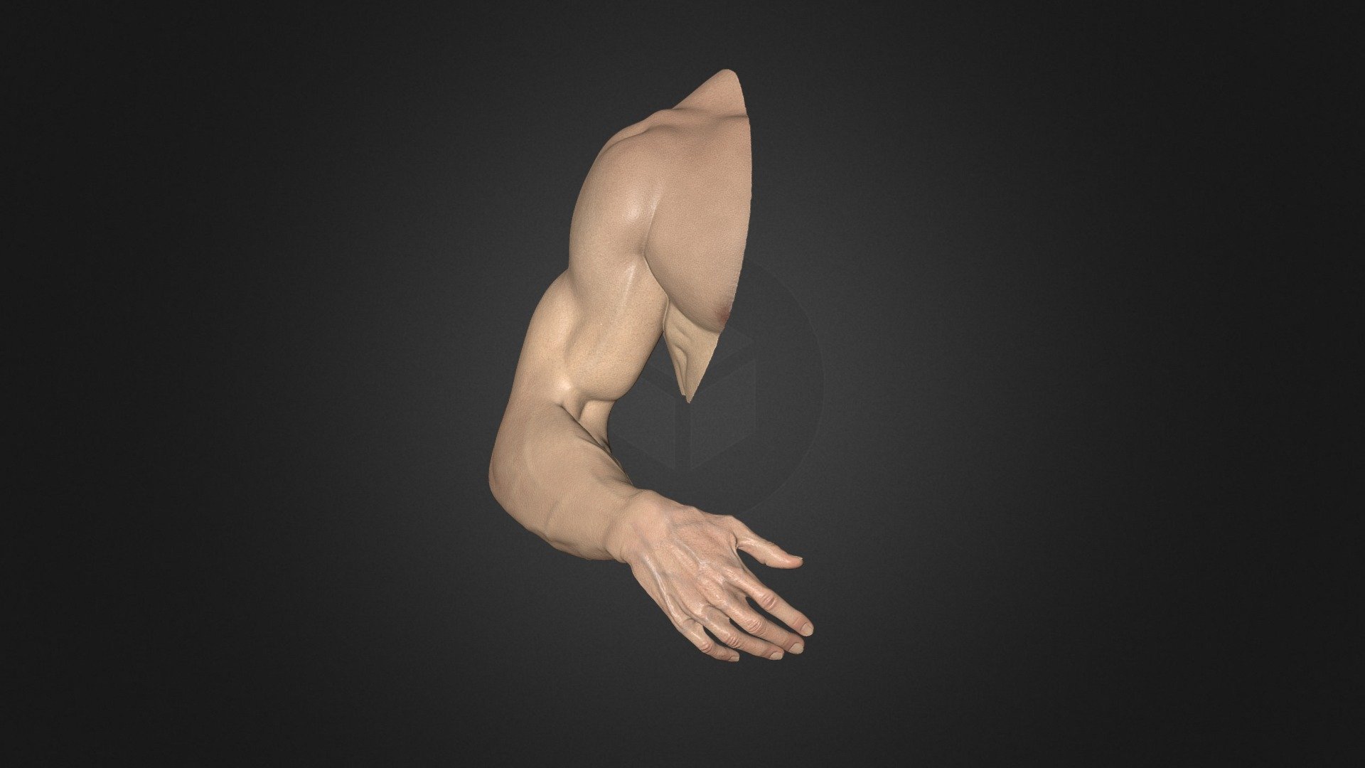 Male Arm Ⅱ – Morphology Studies - 3D model by Ecrypthalas [42d4359 ...