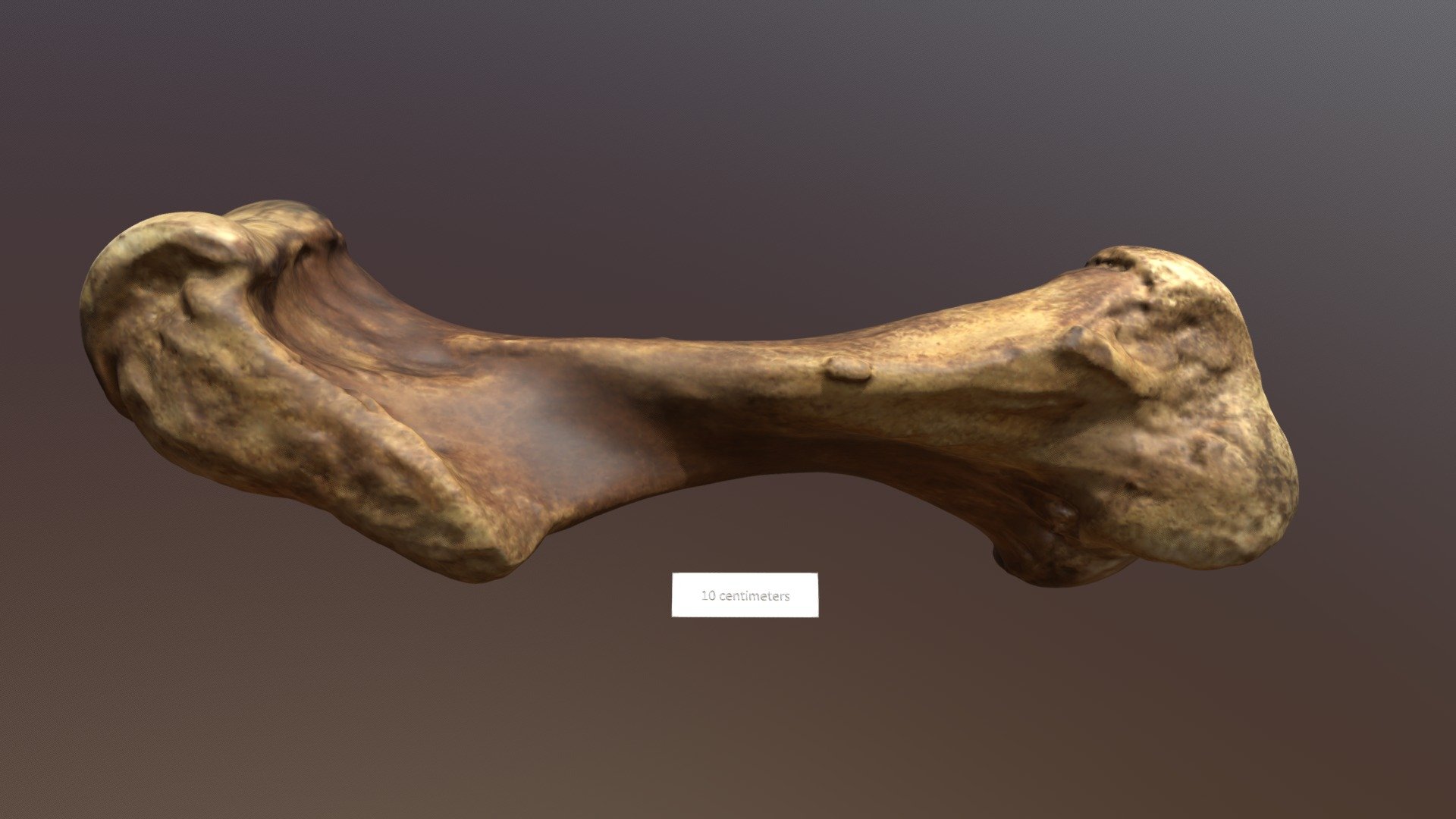 Mastodon Humerus Left (VCU_3D_3642) - Download Free 3D model by Virtual ...