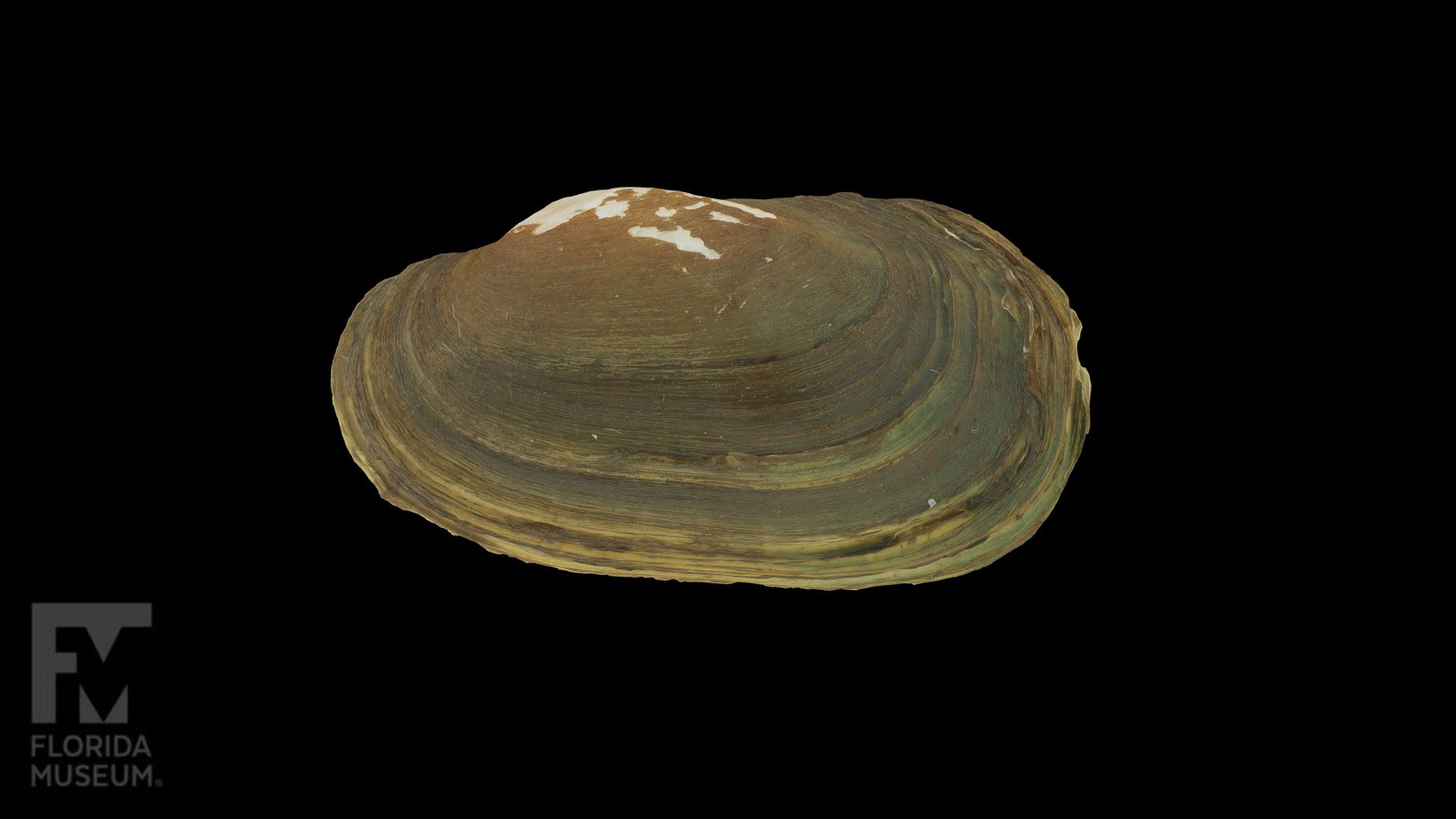 Lilliput - Freshwater Mussel - 3D model by FloridaMuseum [42dee0c ...