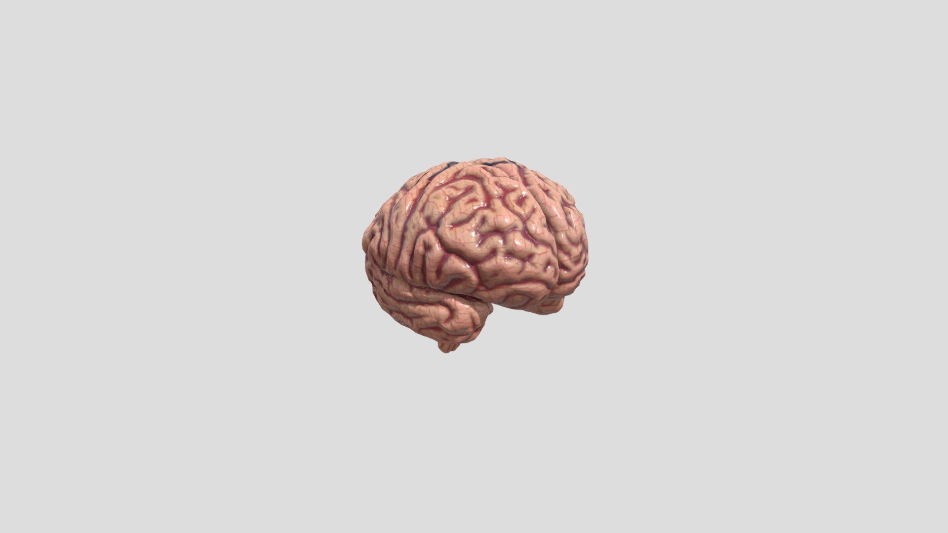 human_brain_cerebrum__brainstem - 3D model by andrew13252 [42e7c22] - Sketchfab