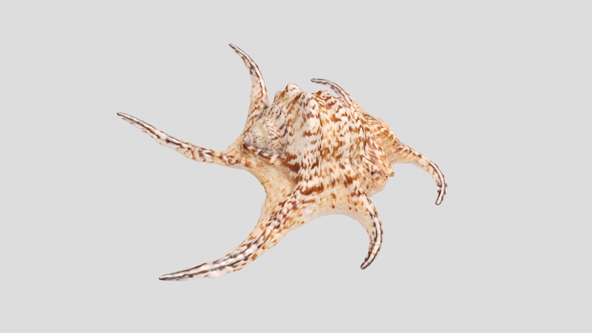 Harpago chiragra (Linnaeus, 1758) - 3D model by SMA-UniGe [42e94e0 ...