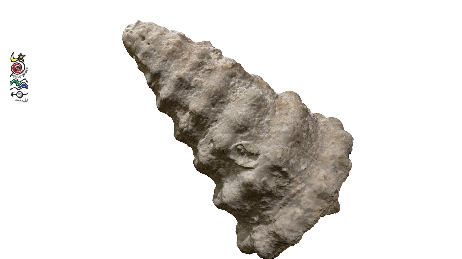 Nerinea renauxiana EP12308 - Download Free 3D model by Musée national d ...