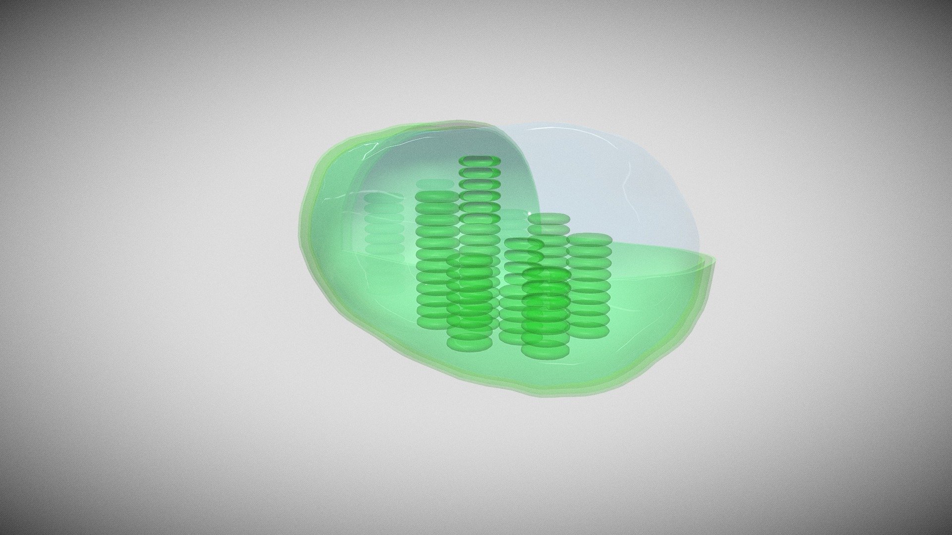 chloroplast - Download Free 3D model by SkieTheACE [42eec3c] - Sketchfab