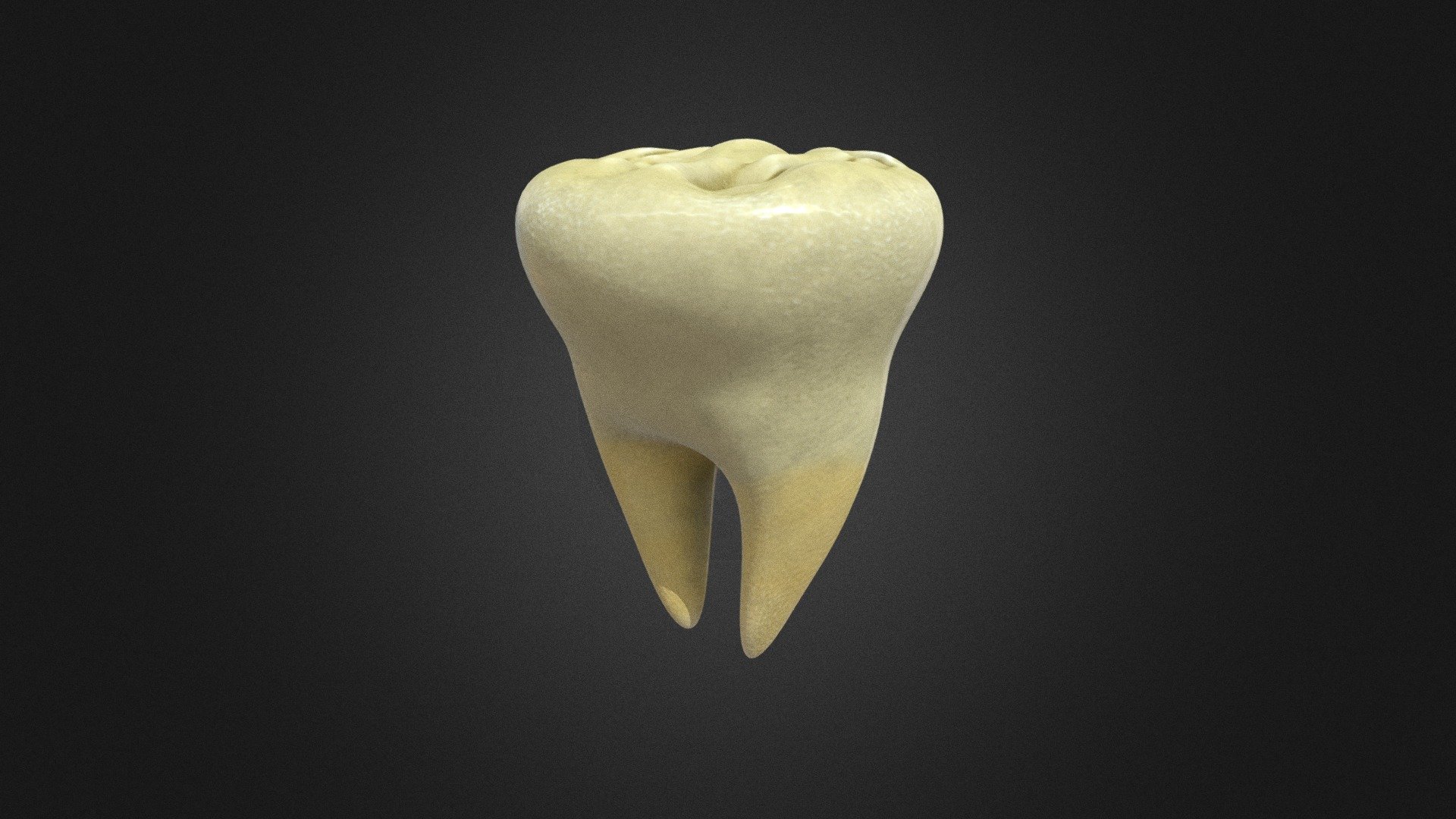 Tooth HP - Download Free 3D model by VasylBasilik (@vasylsynkov ...