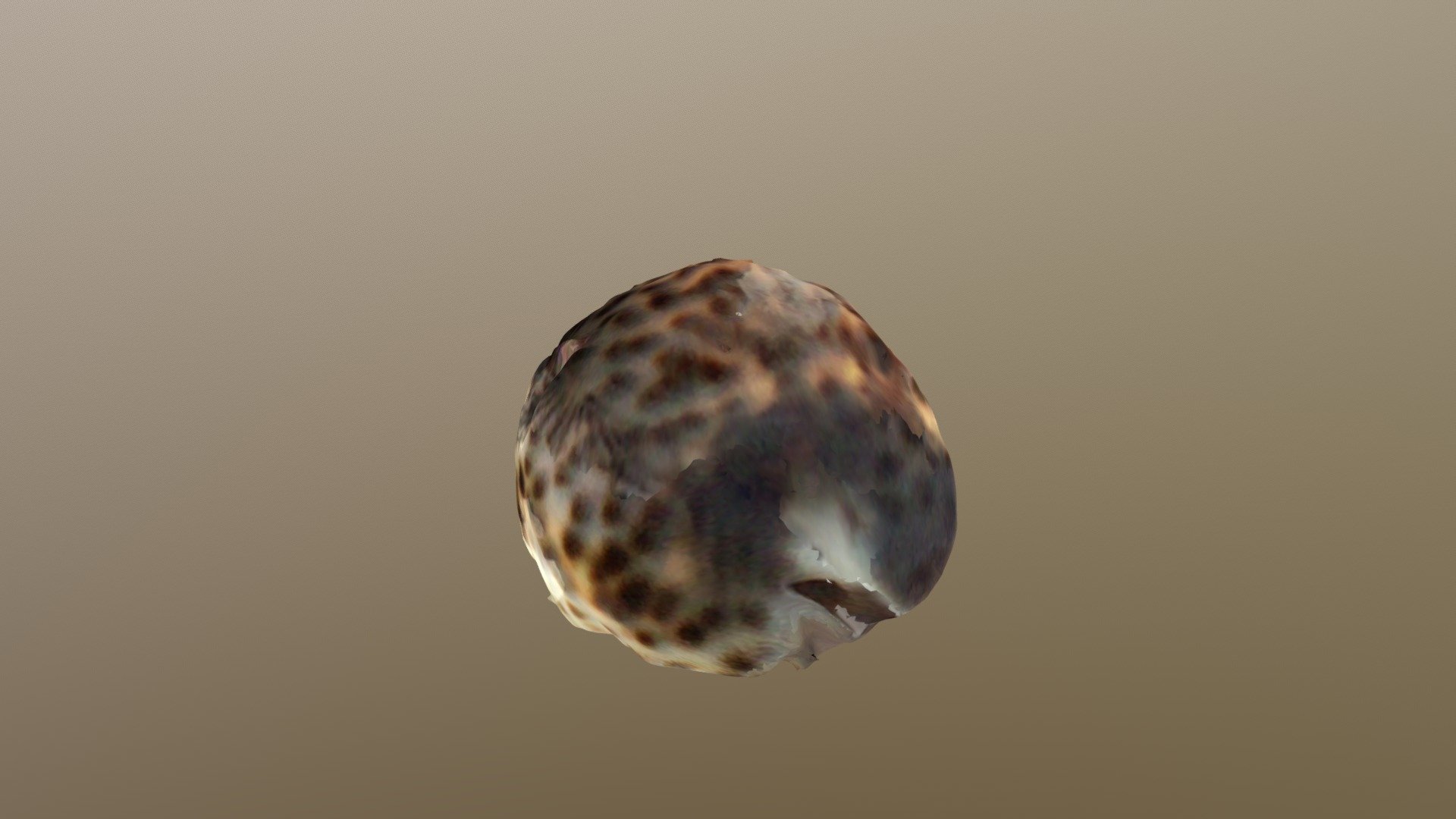 Tiger cowry shell - 3D model by dokenisrodelijk [42f8aee] - Sketchfab