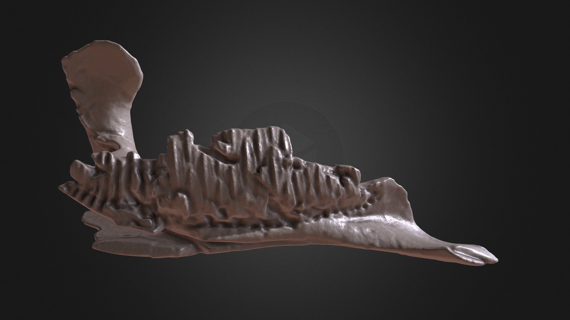 Lambeosaurine Hadrosaur Jaw - Buy Royalty Free 3D model by Olof Moleman ...