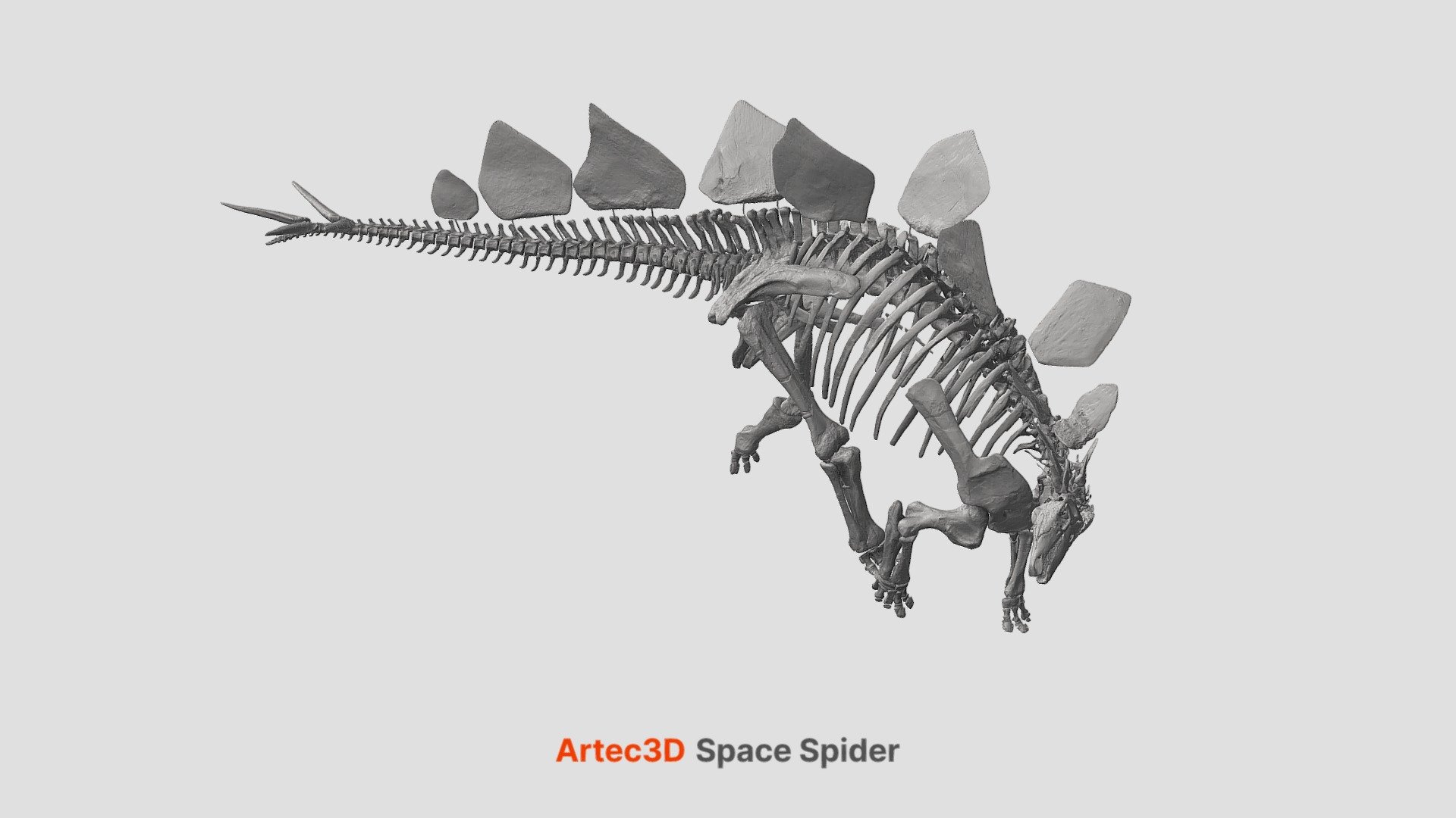 Stegosaurus Skeleton. Simplified - 3D model by Artec 3D [4300db2 ...