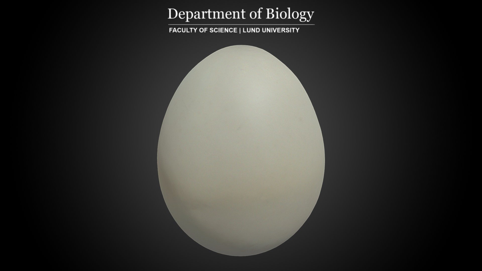 Egg of Chicken - 3D model by 3D Lab - Department of Biology - Lund ...