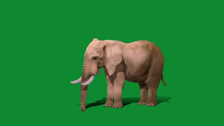 Elephant 3D models - Sketchfab
