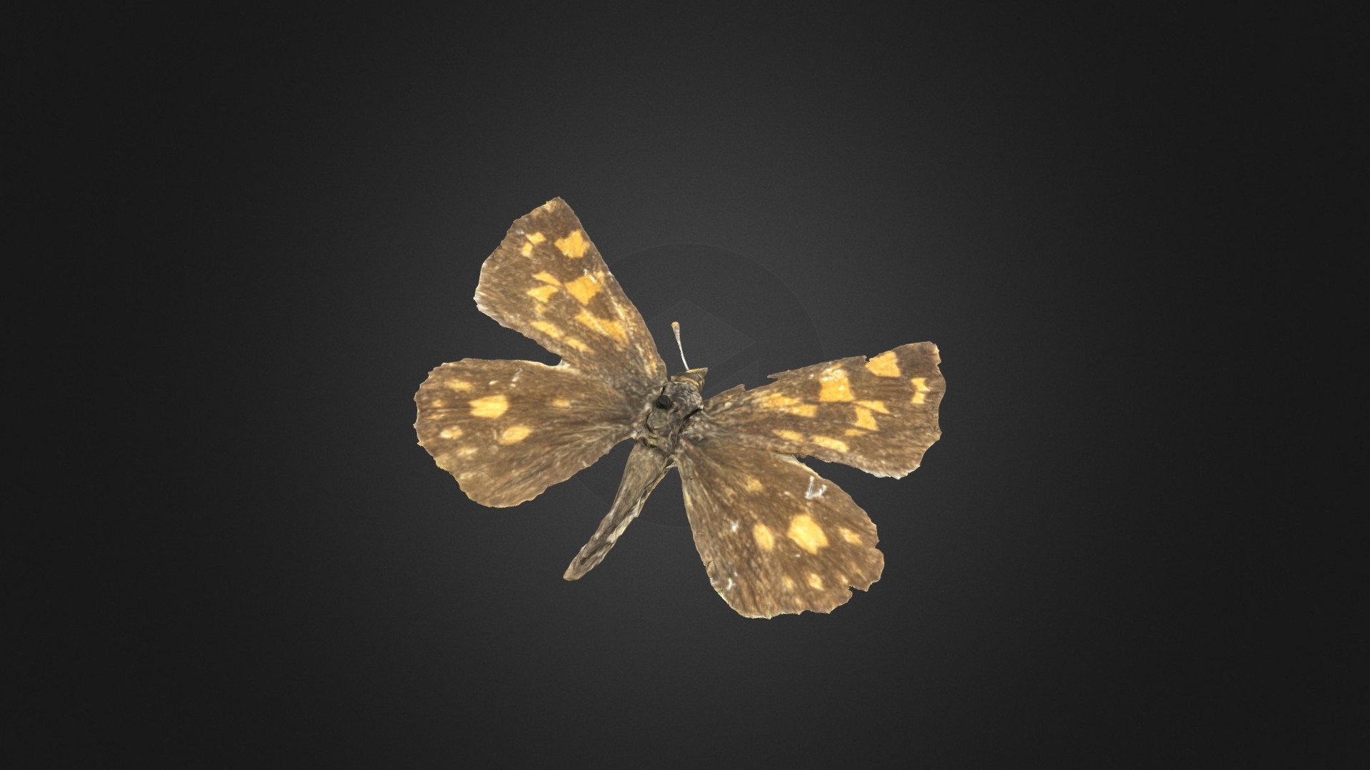 Chequered Skipper Butterfly-20221214T161256Z-001 - Download Free 3D ...