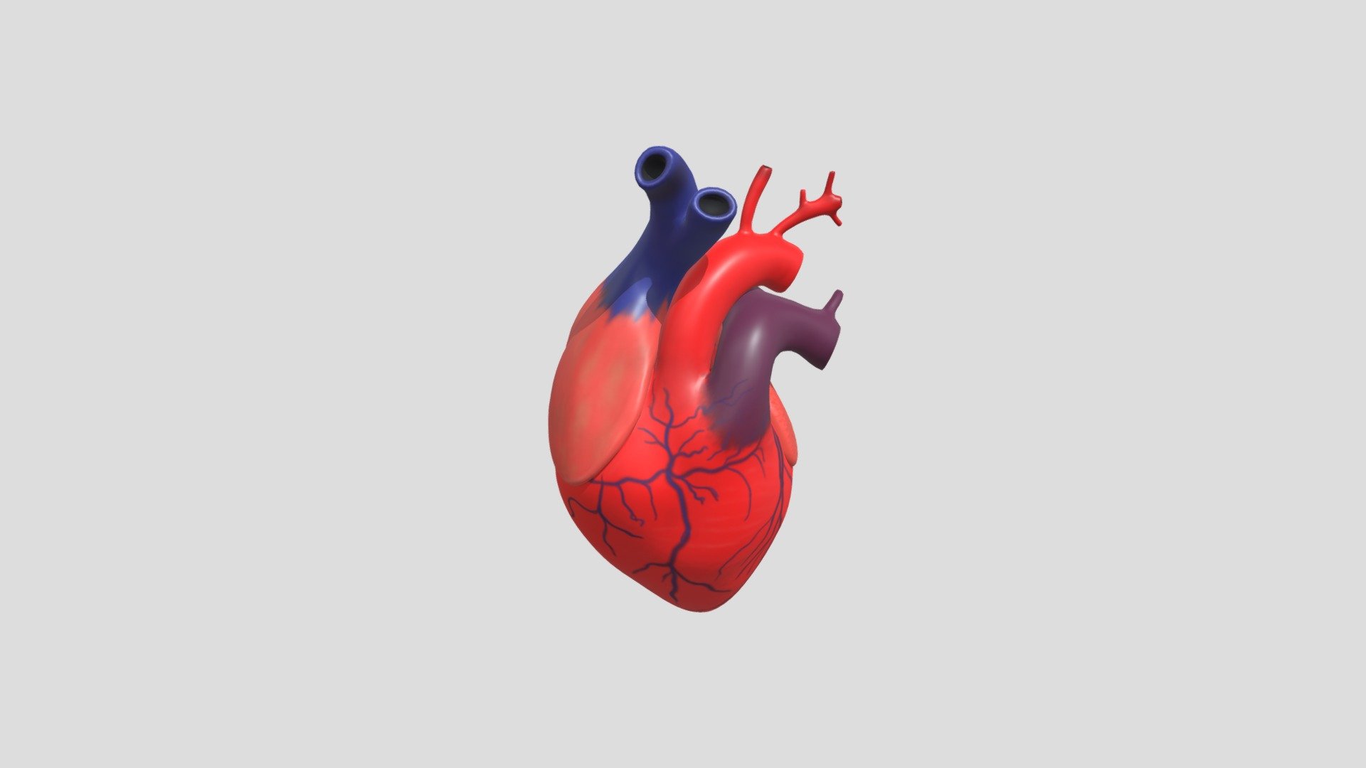 human heart - 3D model by srenaaaa___ [4314cc5] - Sketchfab