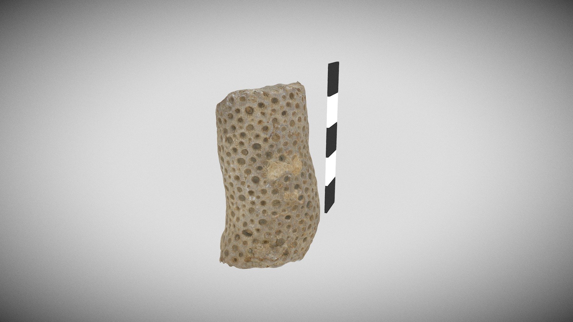 branching tabulate coral - Download Free 3D model by UQ School of the ...