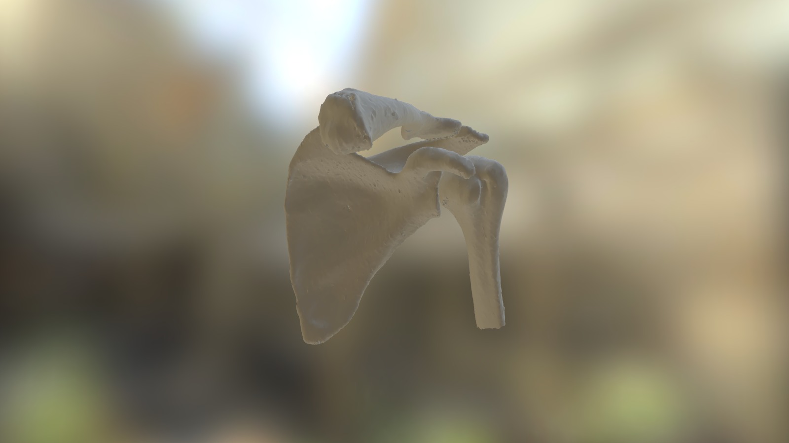 Shoulder - sku373 - 3D model by orto3d [432300e] - Sketchfab