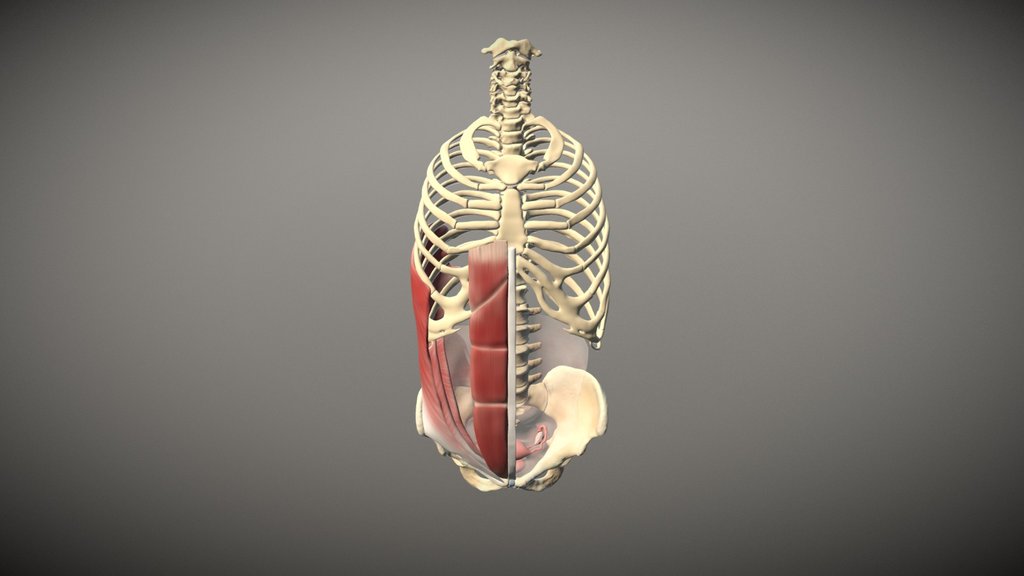 AR - A 3D model collection by ameedr - Sketchfab