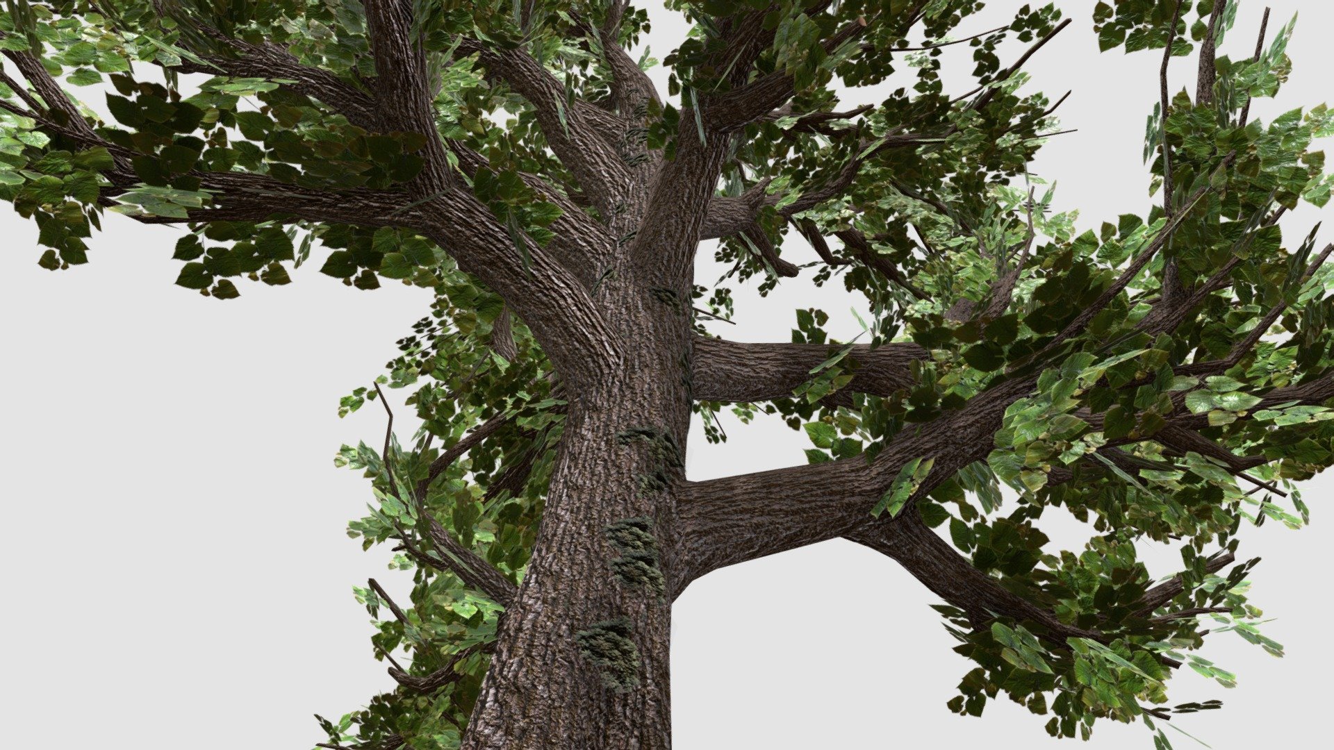 Linden-tree - Buy Royalty Free 3D model by Antaress3D (@antaress0083 ...