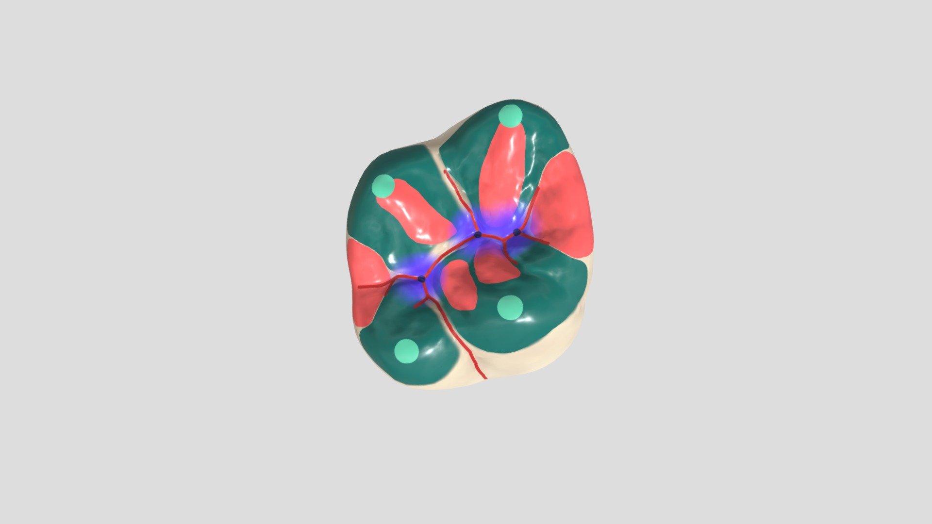 Maxillary second molar anatomy features - 3D model by Virtual Dental ...