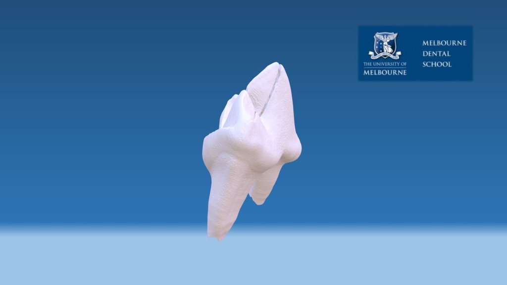 Carnassial - Download Free 3D model by Melbourne Dental School ...