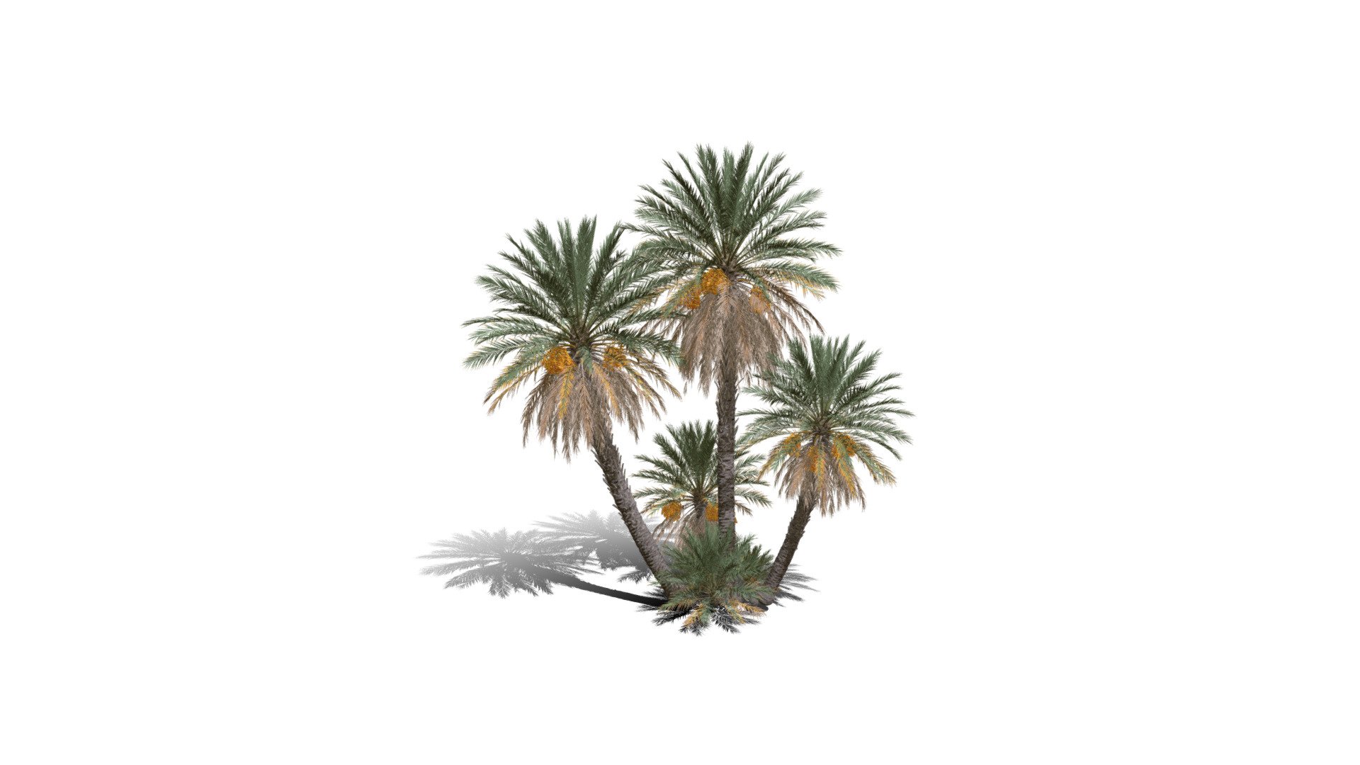 Realistic HD Date palm (37/78) - Download Free 3D model by PlantCatalog ...