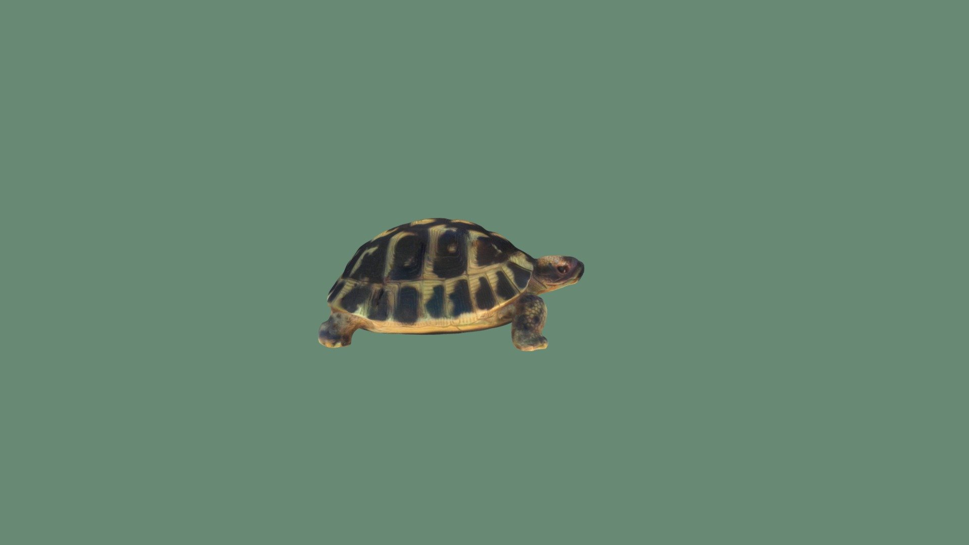 Tortoise - Download Free 3D model by sproutdemo [4342335] - Sketchfab