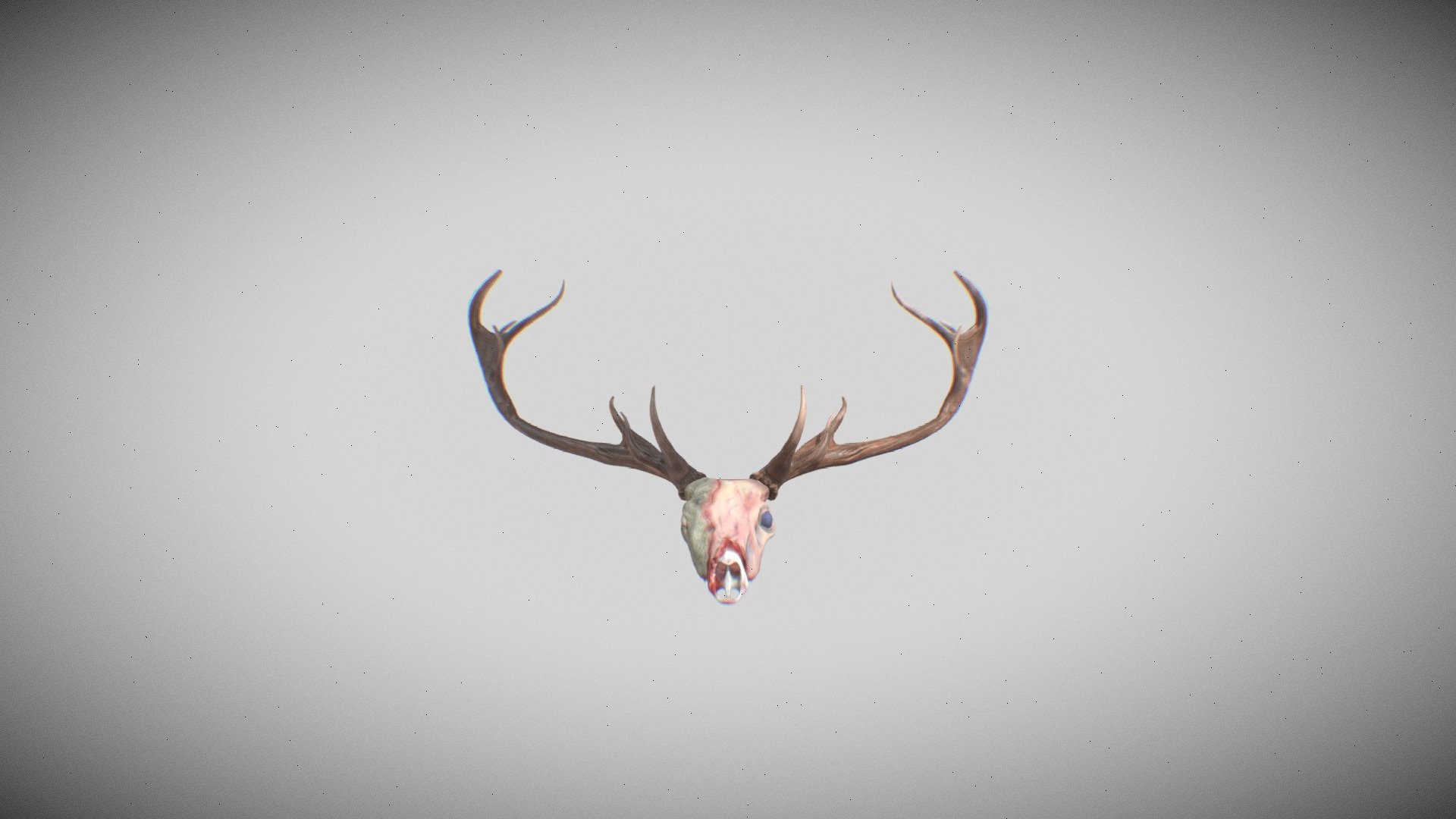 (half-skinned) Red Deer head with Antlers - 3D model by davidoff.true ...