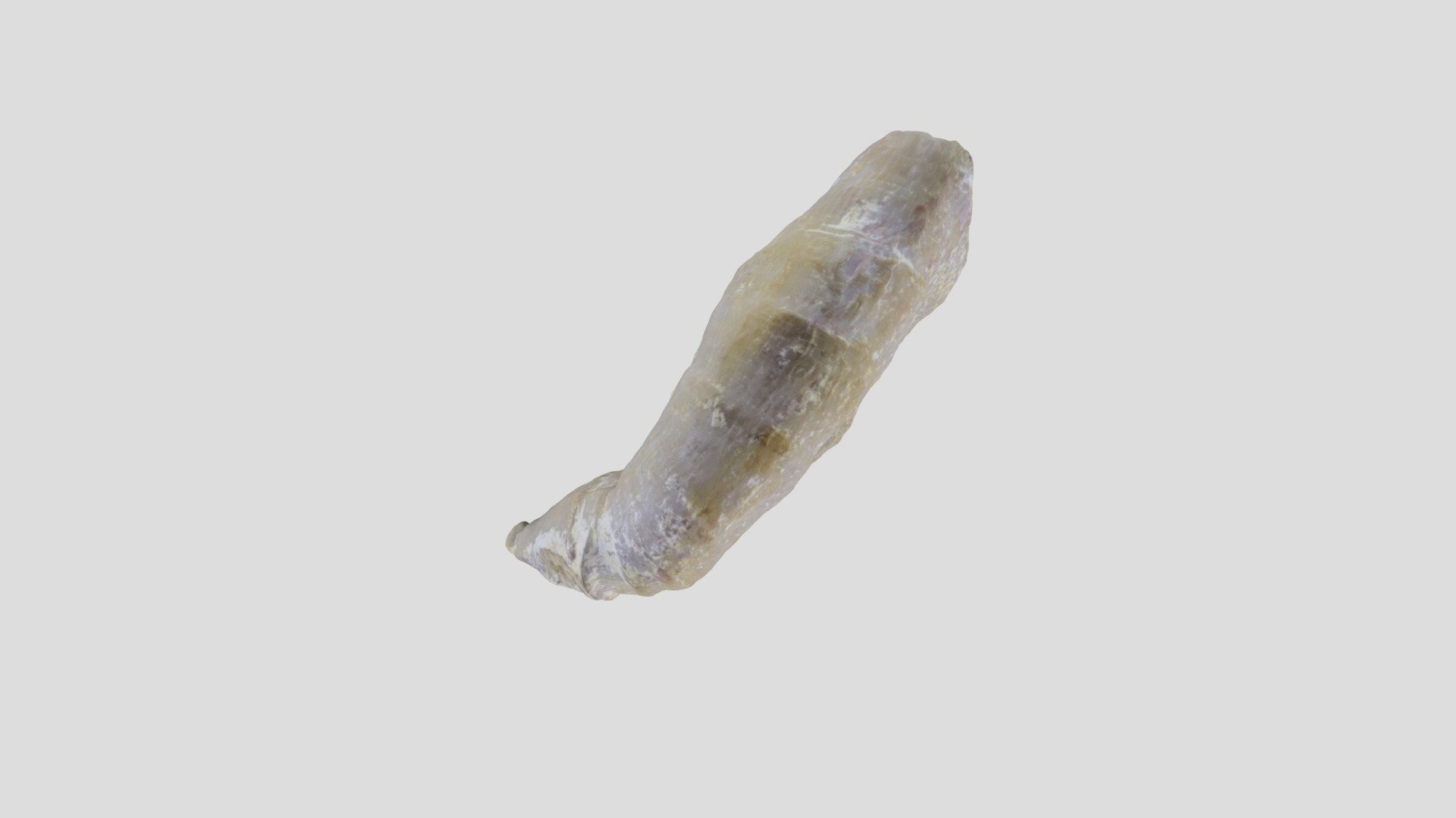 fossil sample 301 - 3D model by UTSC DPES (@Daxberger) [4344457 ...