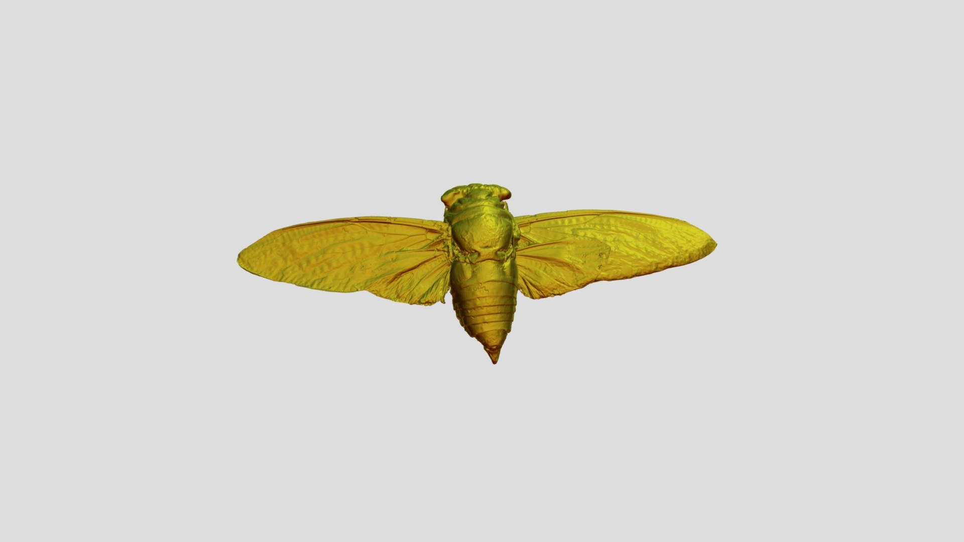 Cicada - Download Free 3D model by thunk3d.scanner [4345d17] - Sketchfab