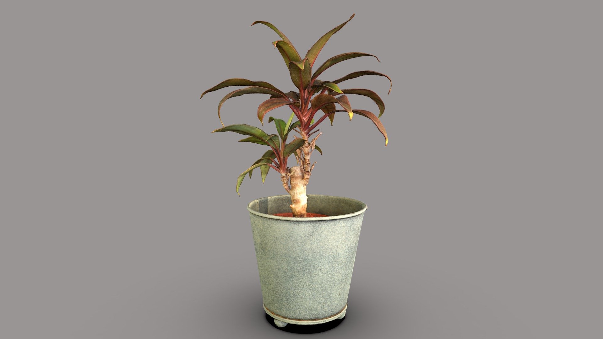 Ti plant - 3D model by Lassi Kaukonen (@thesidekick) [434669b] - Sketchfab