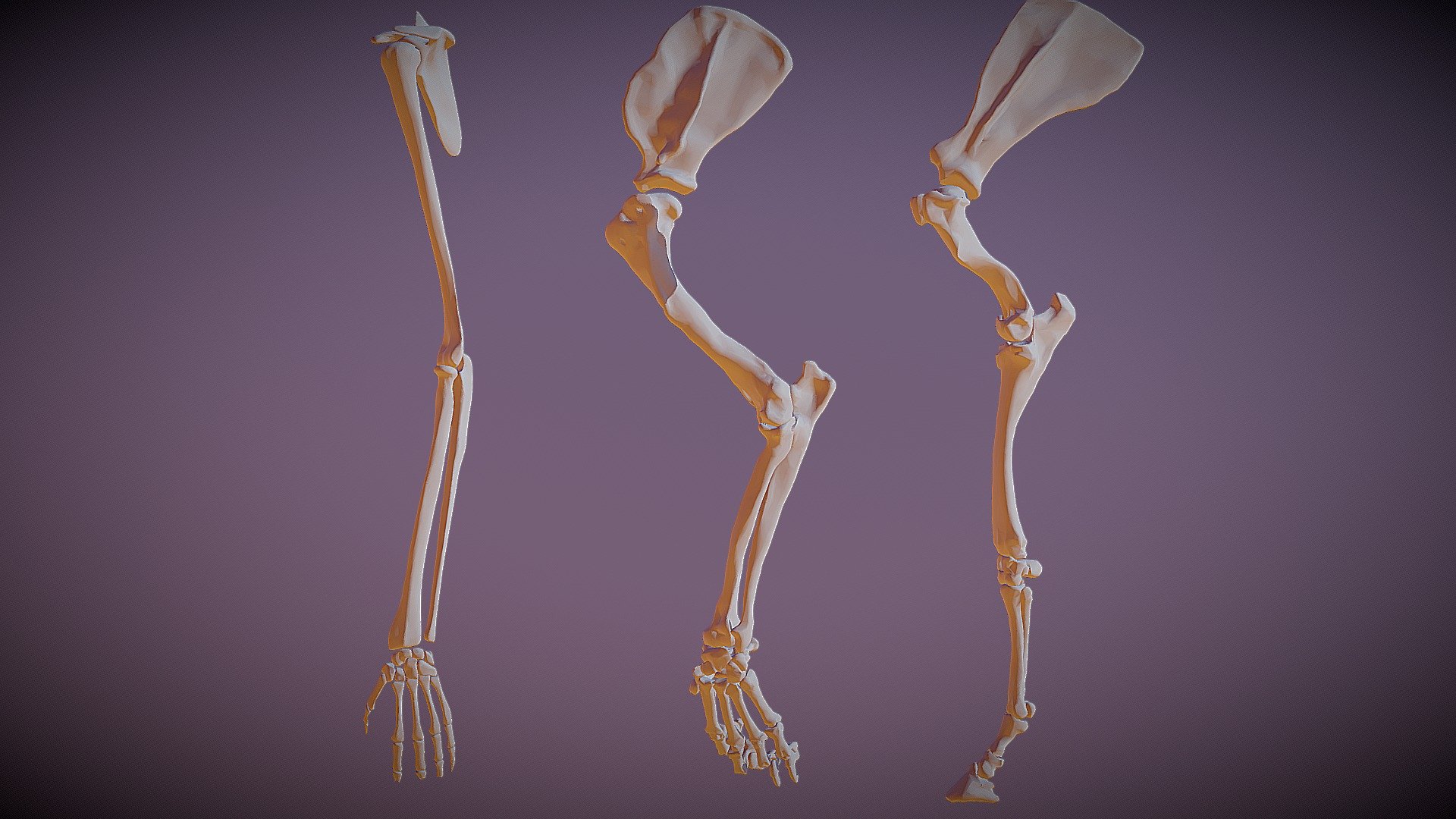Limb Comparision - Download Free 3D model by Hong Nguyen ...