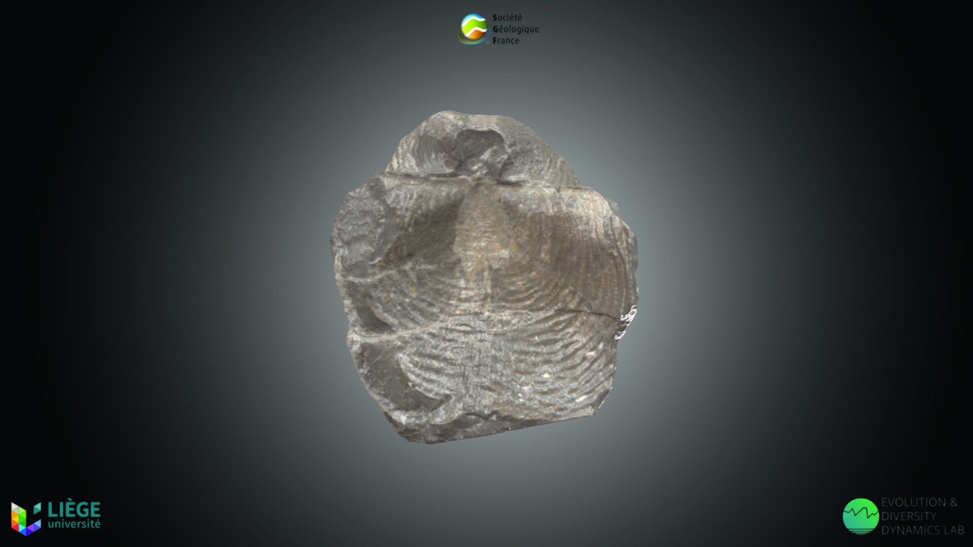 Brachiopode - Echinoconchus punctatus - Download Free 3D model by ...