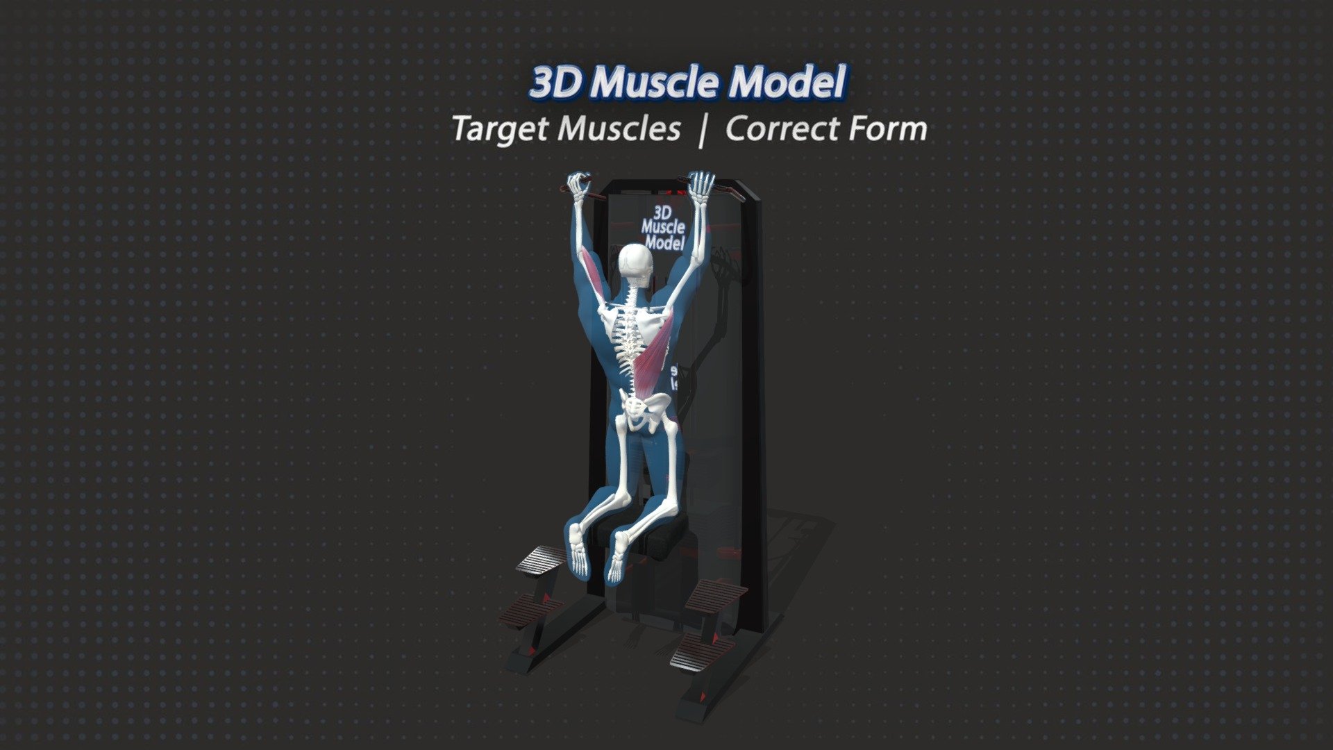 83. Assisted Pull Ups - 3D model by Mike - 3D Muscle Model ...