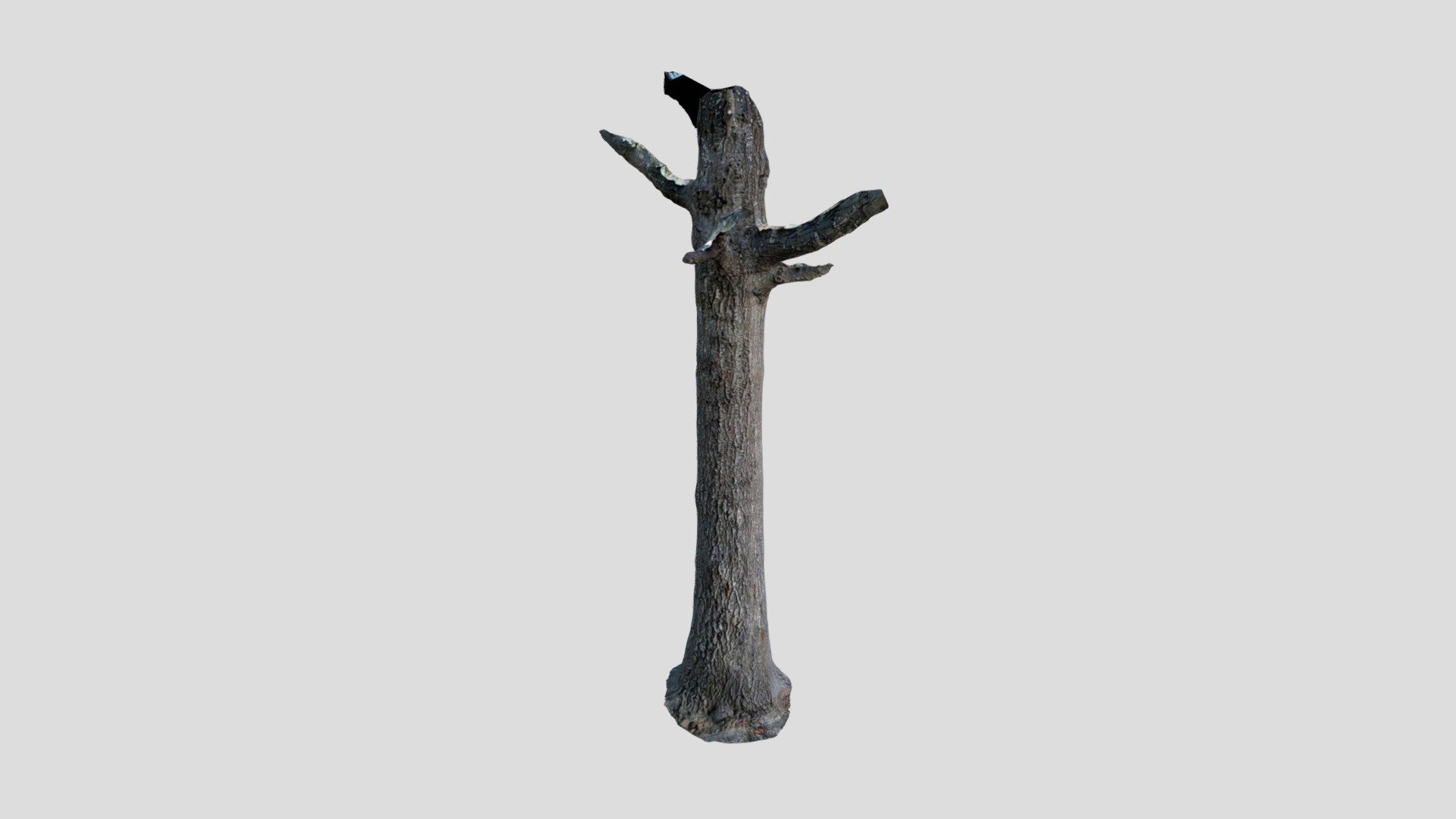 Tree Scan with 3D Live Scanner Object Capture - Download Free 3D model ...
