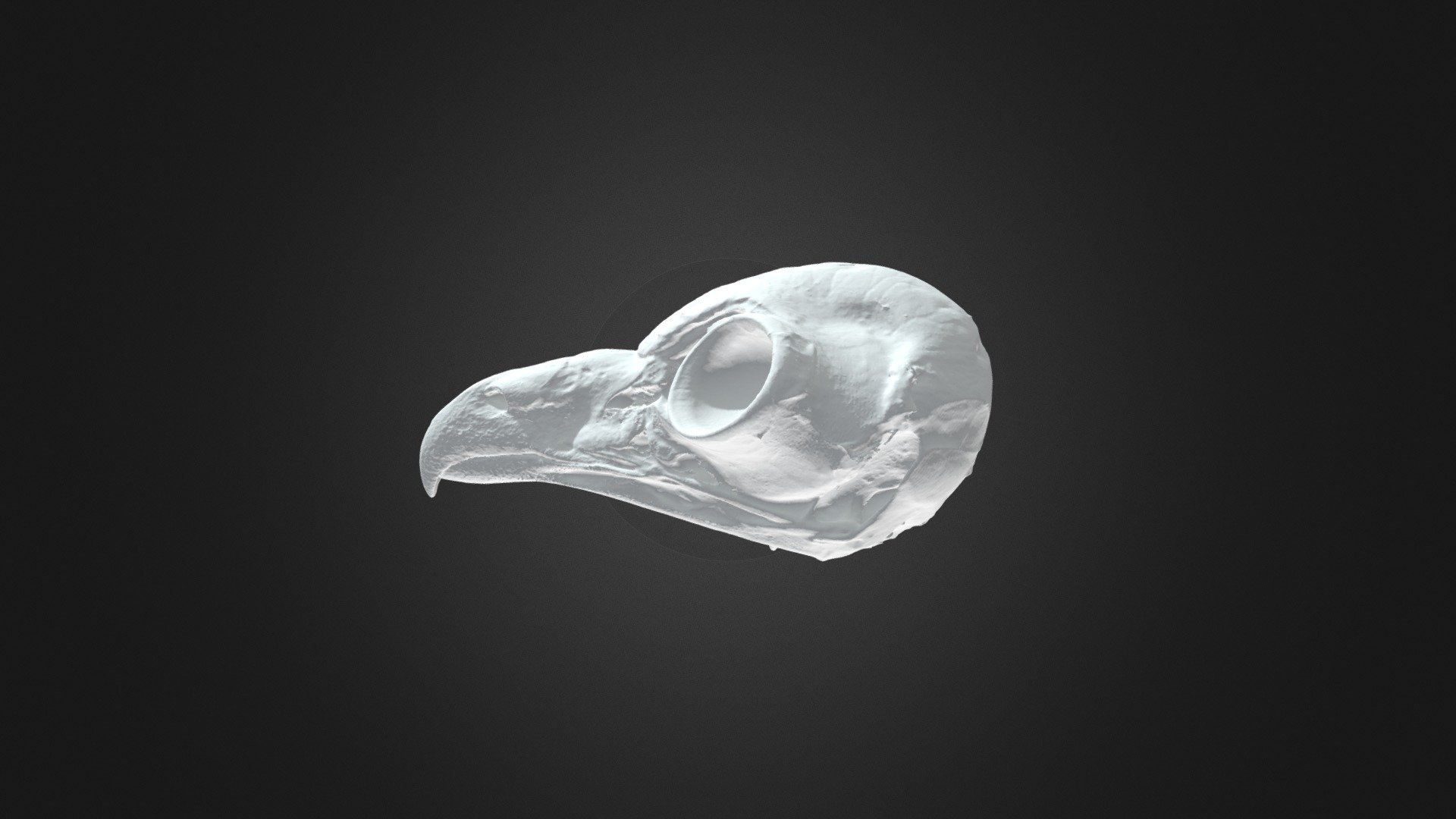 フクロウ頭骨Ural owl's skull - Download Free 3D model by 我孫子市鳥の博物館 Abiko City ...