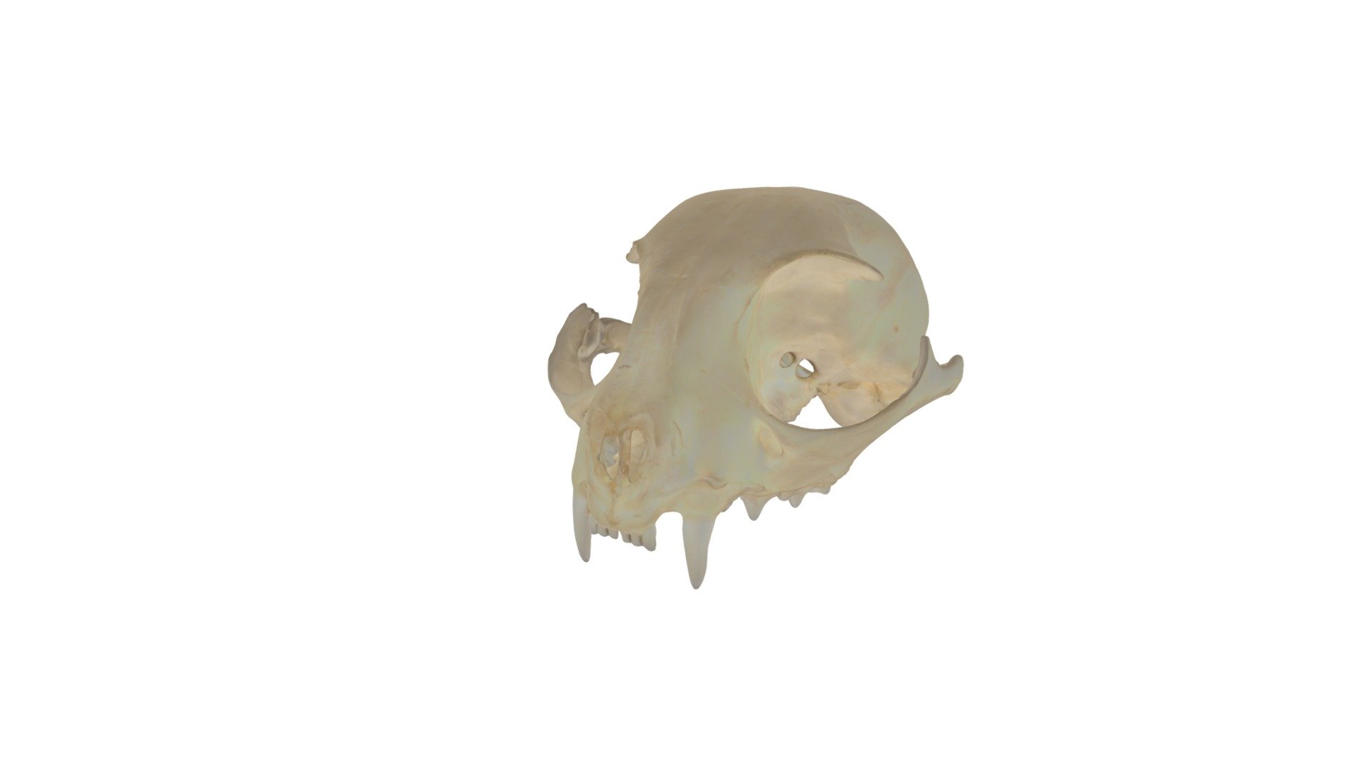 Whole Skull without Mandible - Download Free 3D model by jdb56 [436932e ...