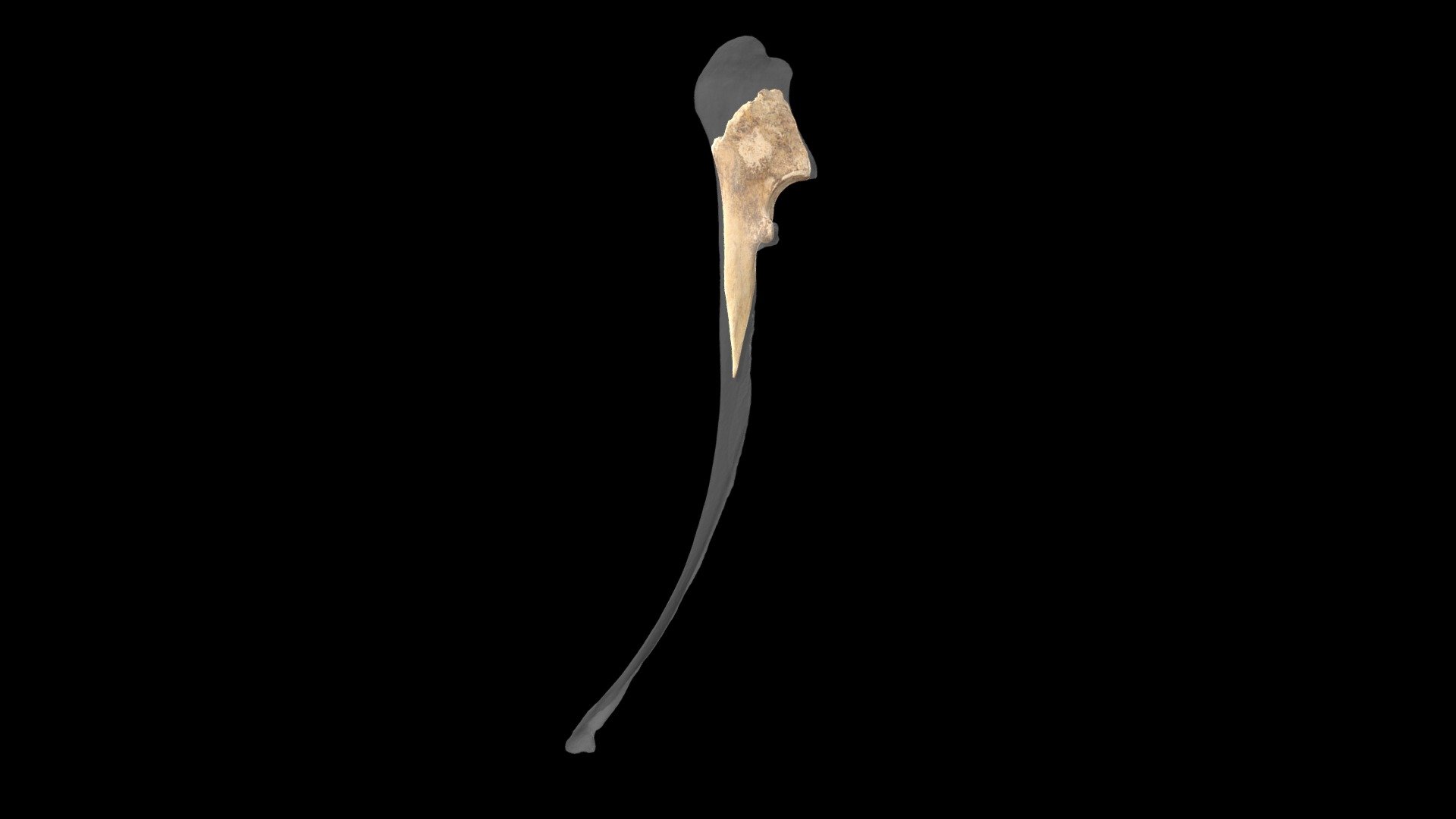 Bone Awl from a Deer Ulna - 3D model by danderson4 [436a3c9] - Sketchfab