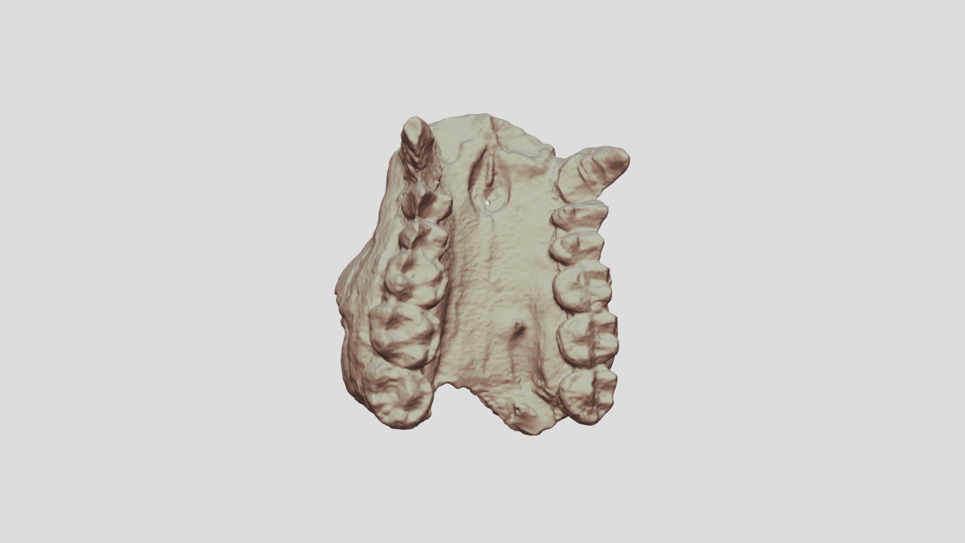 Dendropithecus - 3D model by pacaucl [436d1c2] - Sketchfab