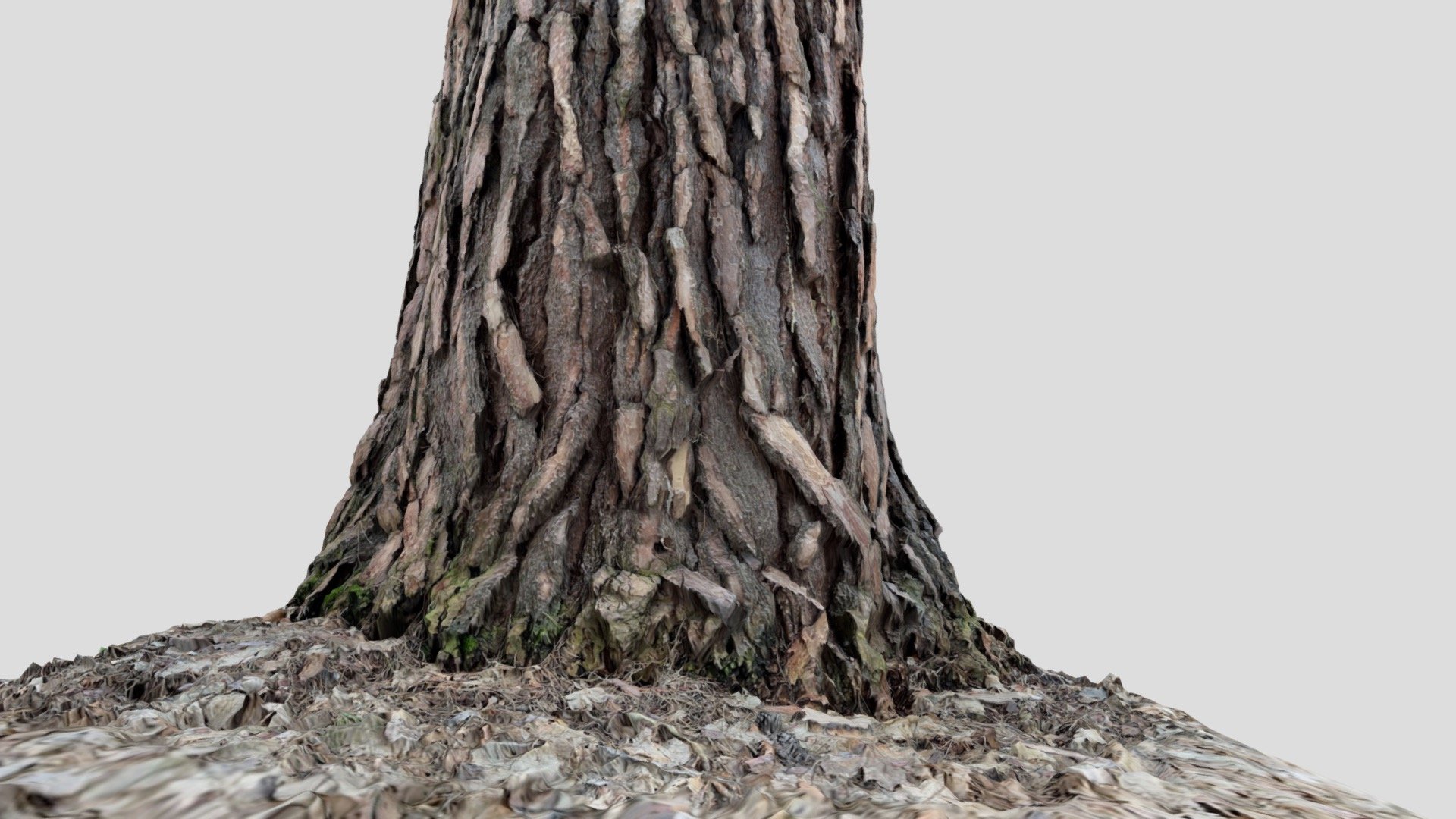 Pine trunk - Download Free 3D model by ScanMe [436ea4d] - Sketchfab