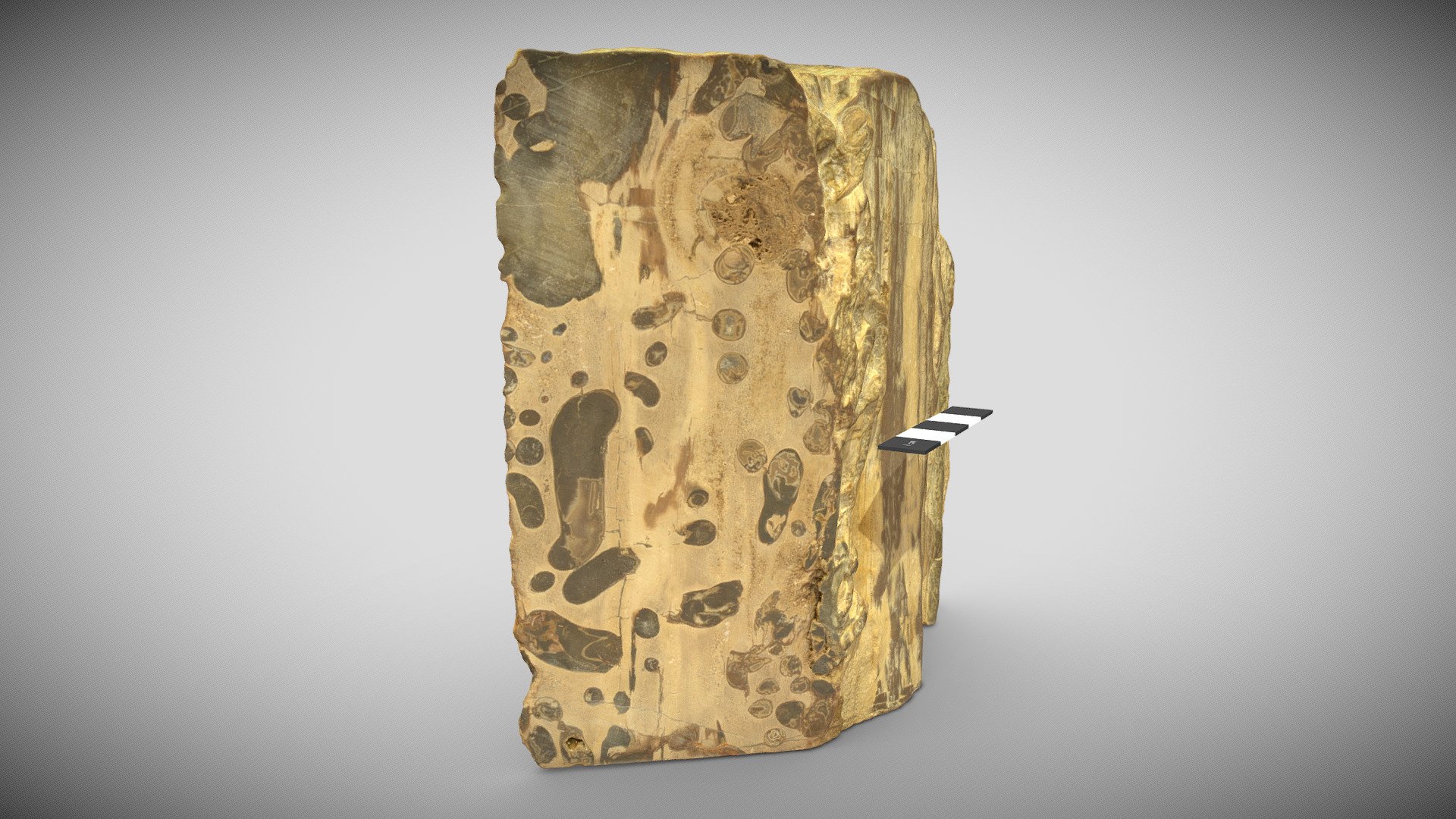 Teredo wood - 3D model by UQ School of Earth and Environmental Sciences ...