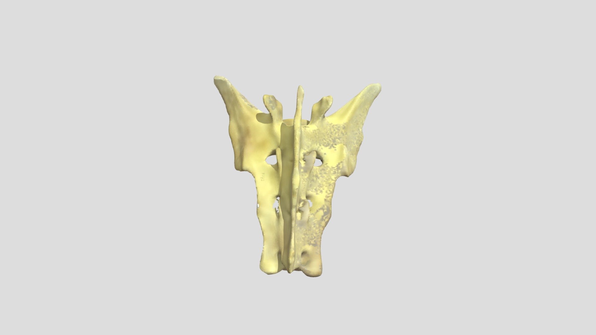 Gibnut Sacrum - Download Free 3D model by coolishwizard [4370aa2 ...