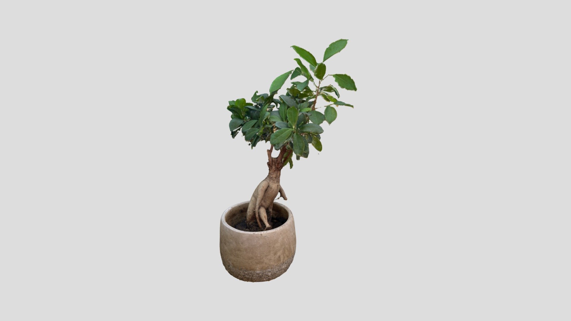 Mandrake - Download Free 3D model by emiliajasova [4379f43] - Sketchfab