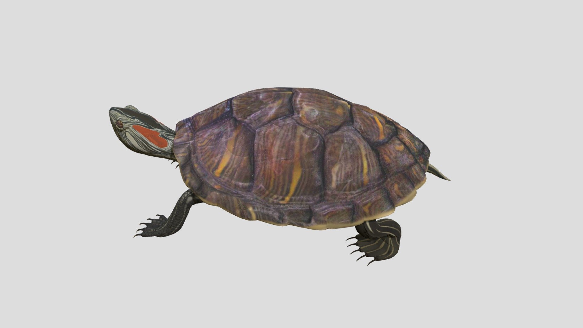 Turtle - 3D model by rakeshCG [43874cc] - Sketchfab