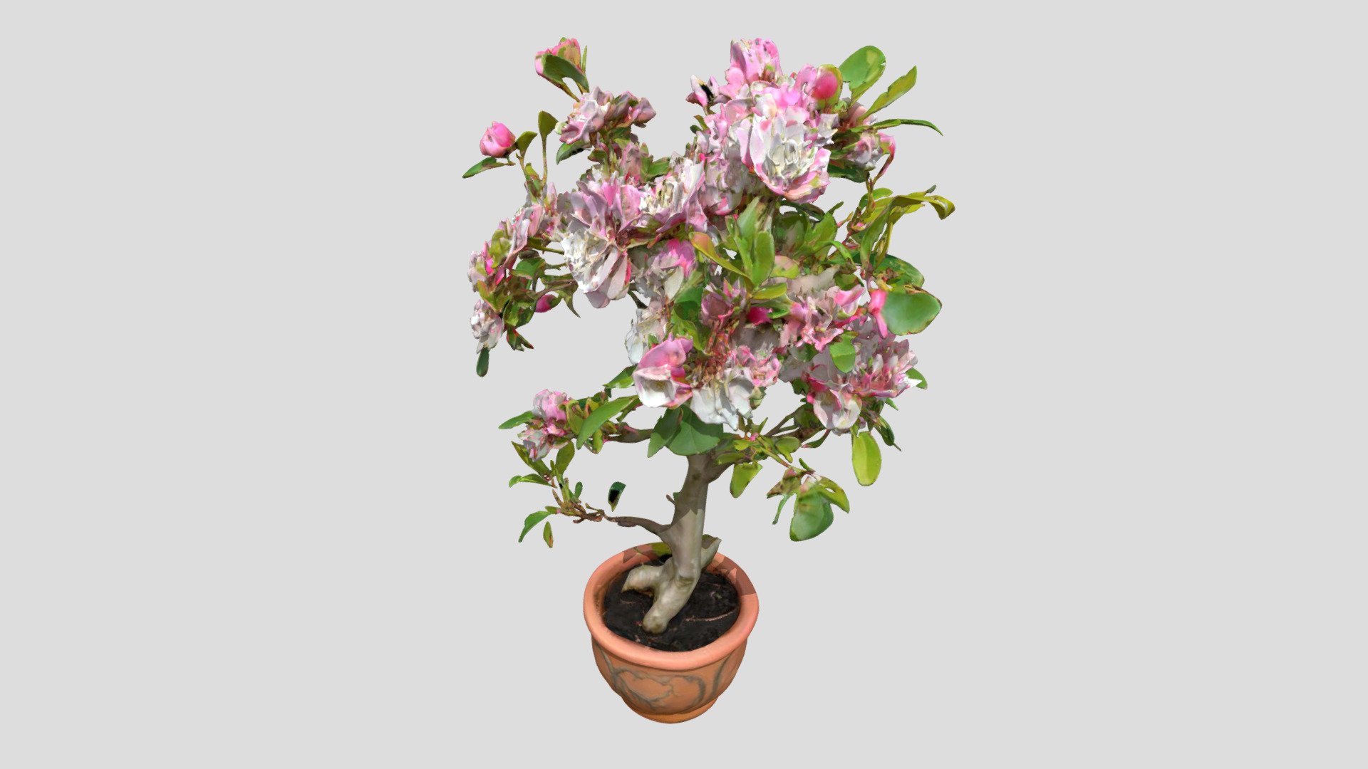 Crab Apple Royal Beauty - garden - Download Free 3D model by Brian Trepanier (@CMBC) [438908d ...