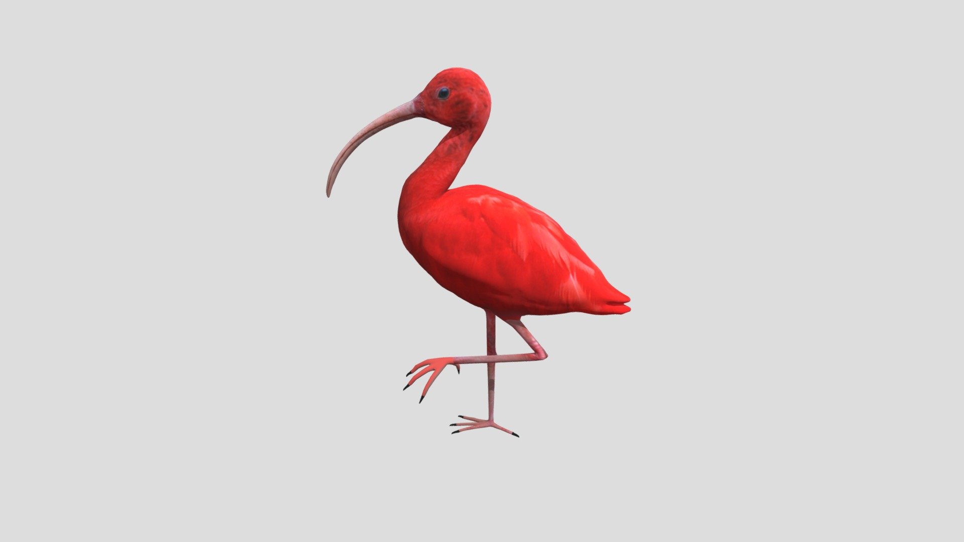 garza_roja - Download Free 3D model by danielgvra.10 [438a260] - Sketchfab