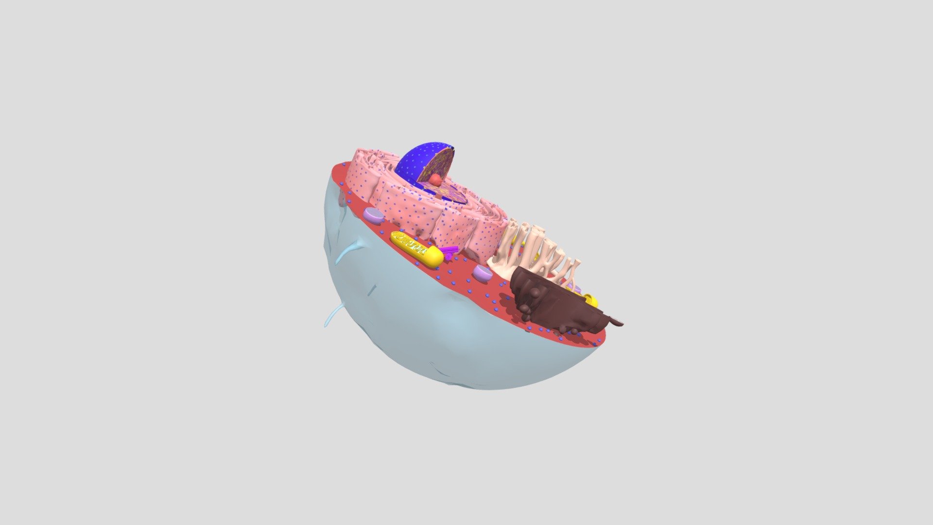 Eve3d Celula Eucariota Animal - Download Free 3D model by eaalvarado8 ...