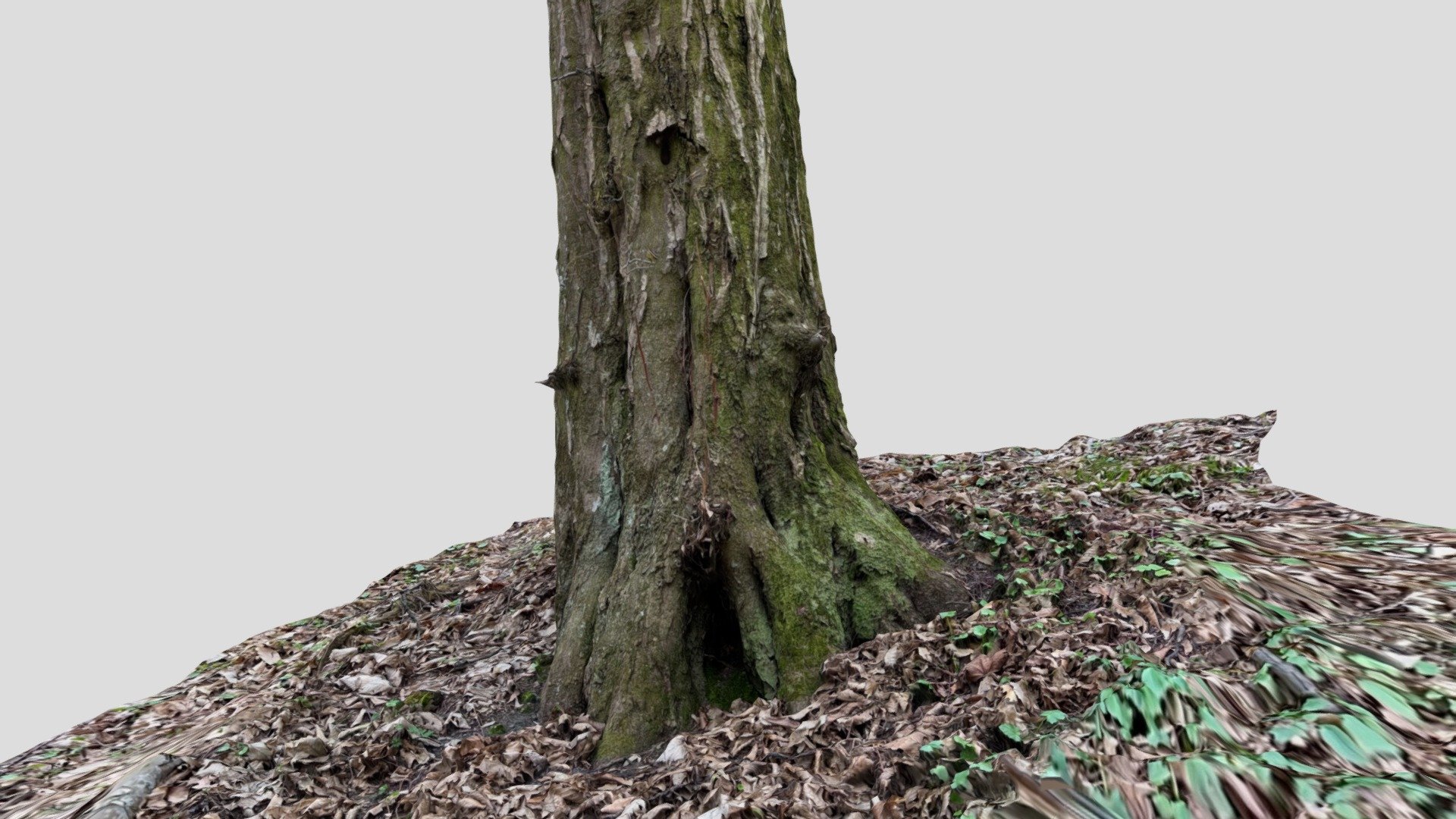 Tree trunk - Download Free 3D model by ScanMe [4394a67] - Sketchfab