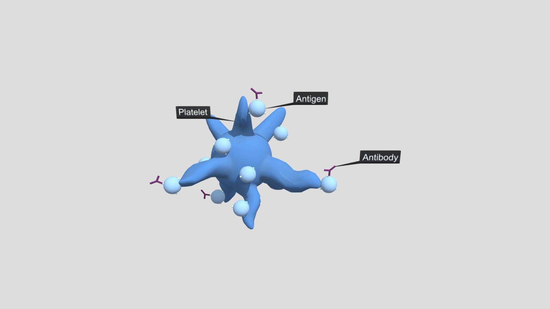 RMIT Platelet - Download Free 3D model by keith.hibbert99 [439d56e ...