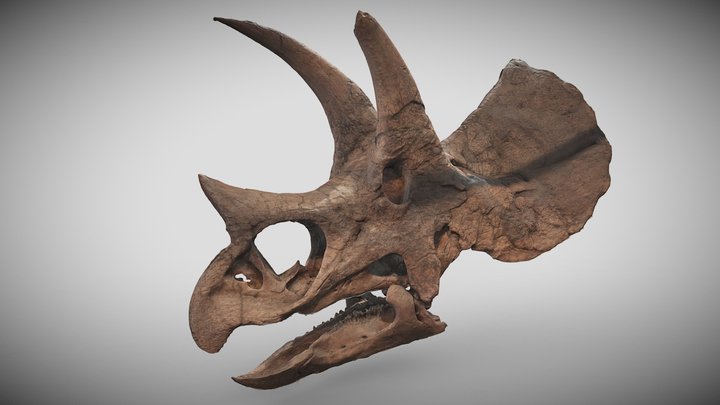 Fossil 3D models - Sketchfab